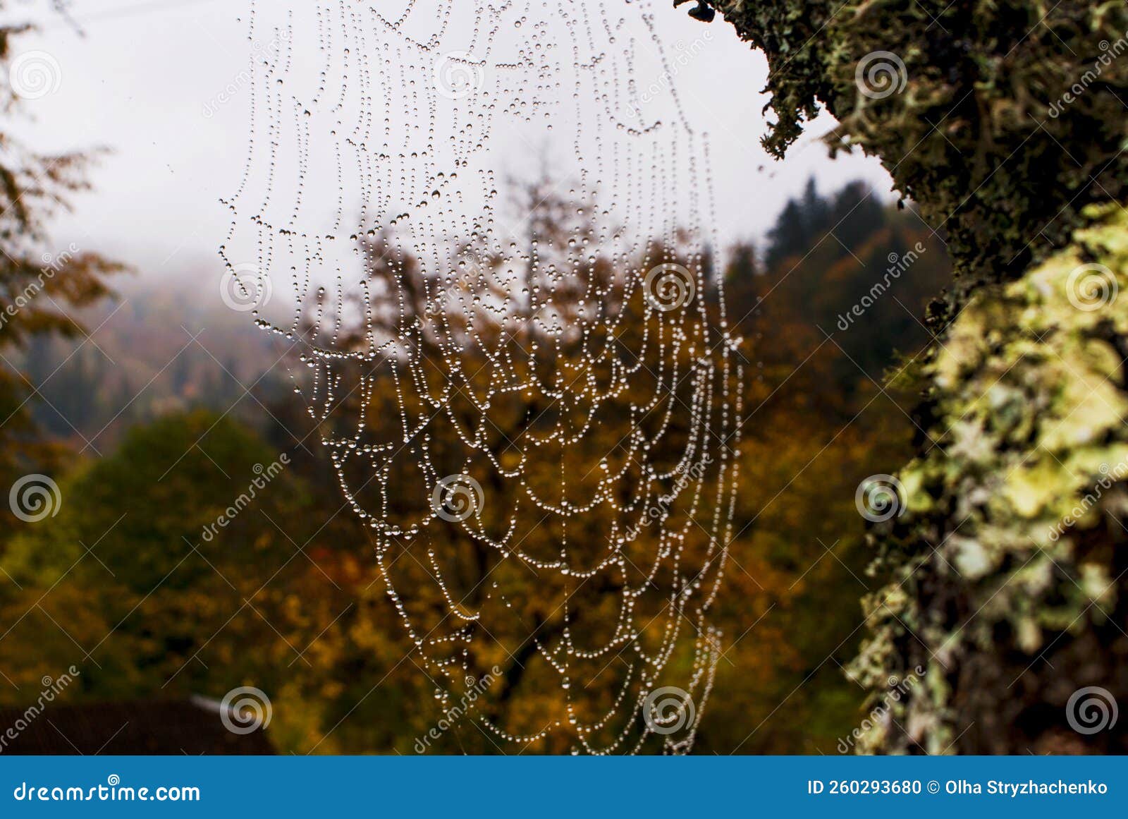 Drops of Water on Cobwebs on the Branches of an Old Tree Stock Photo ...
