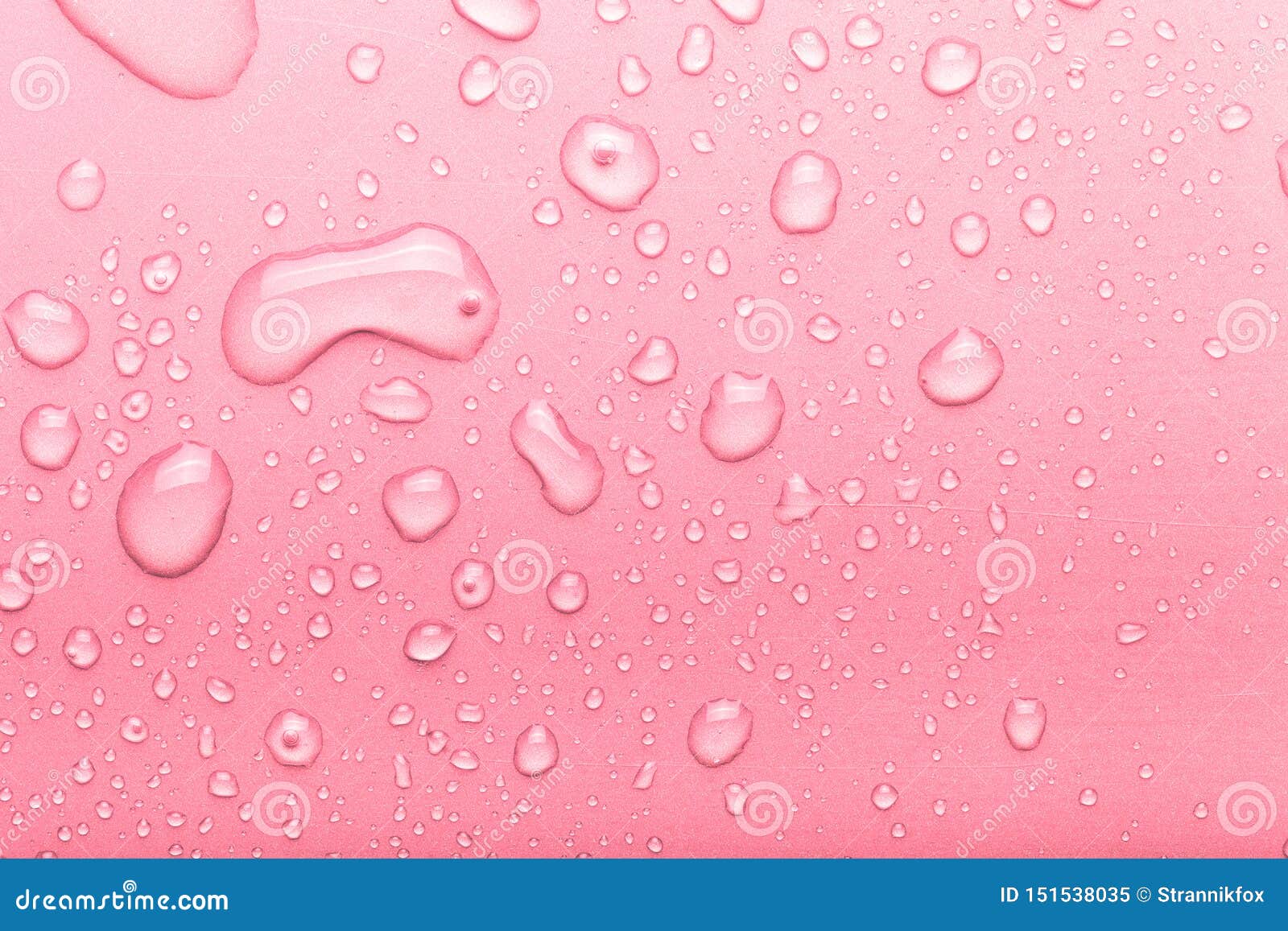 Drops of Water on a Color Background. Pink Stock Image - Image of drops ...