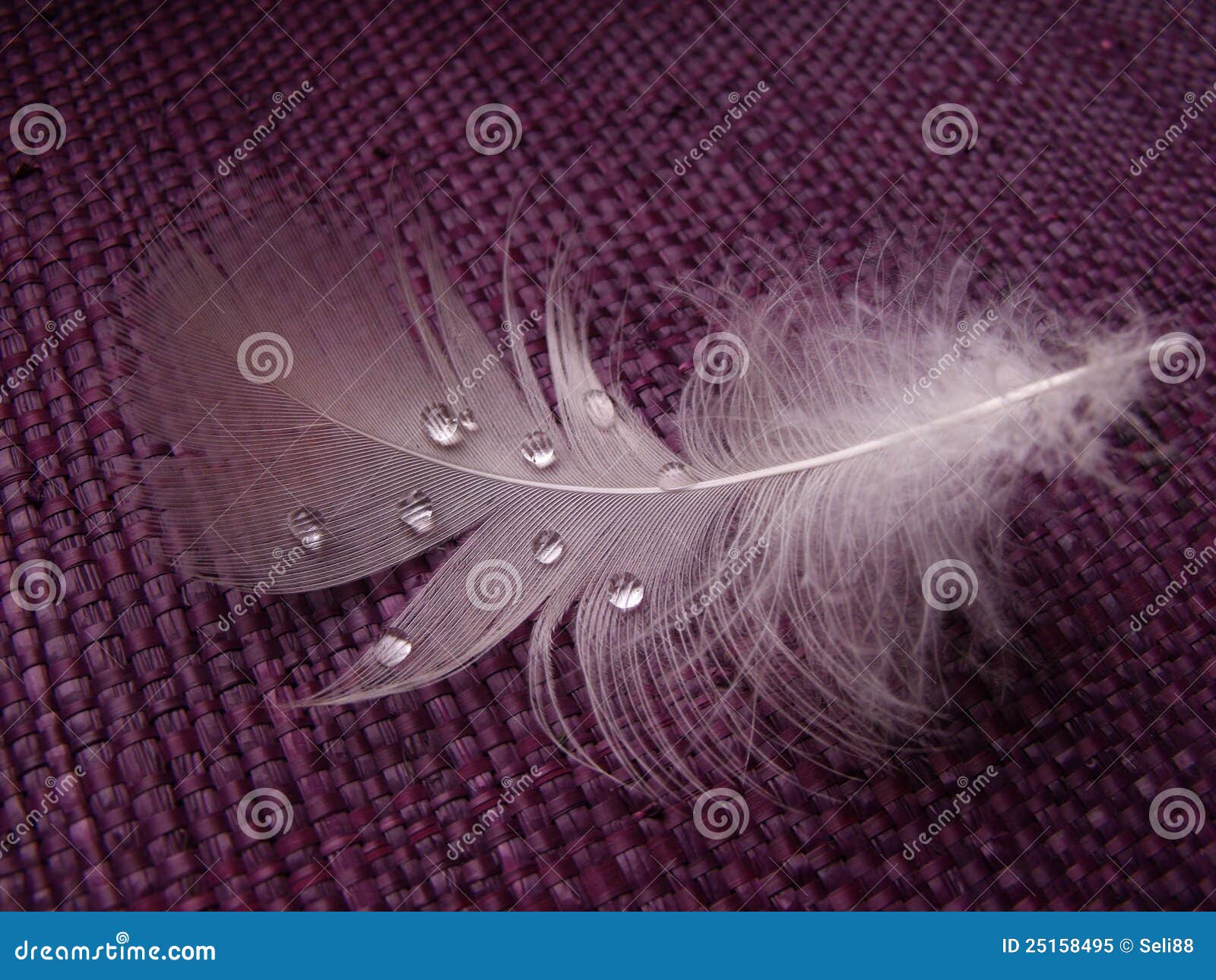 Drops of water on feather stock image. Image of close - 25158495