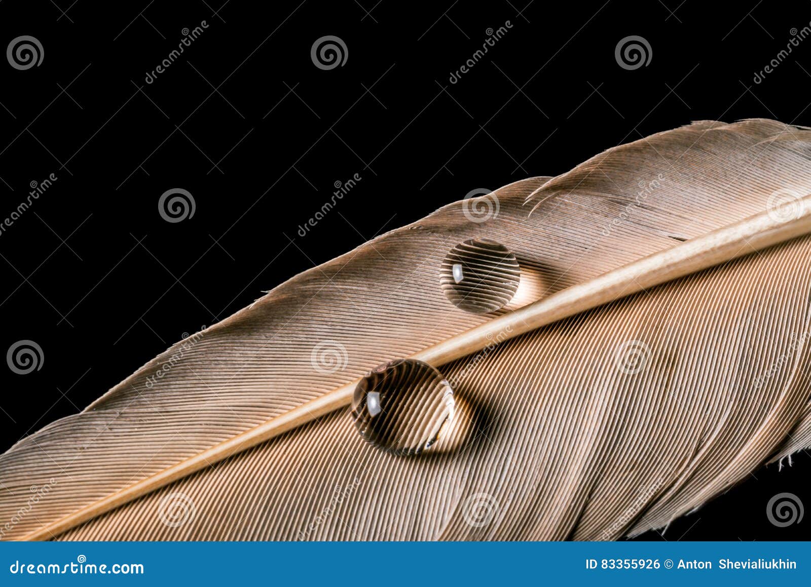 Drops of Water on a Feather Macro Isolated Black Background Stock Photo ...