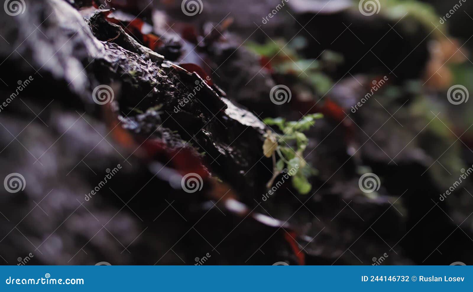 Drops of Water Flow Down from the Leaf and Grass Stock Footage - Video ...