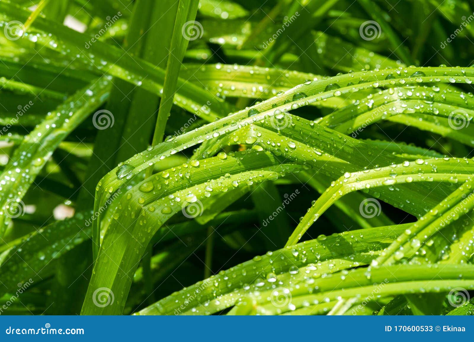 Drops of Water on the Grass, after a Summer Rain Moisture Condensed ...