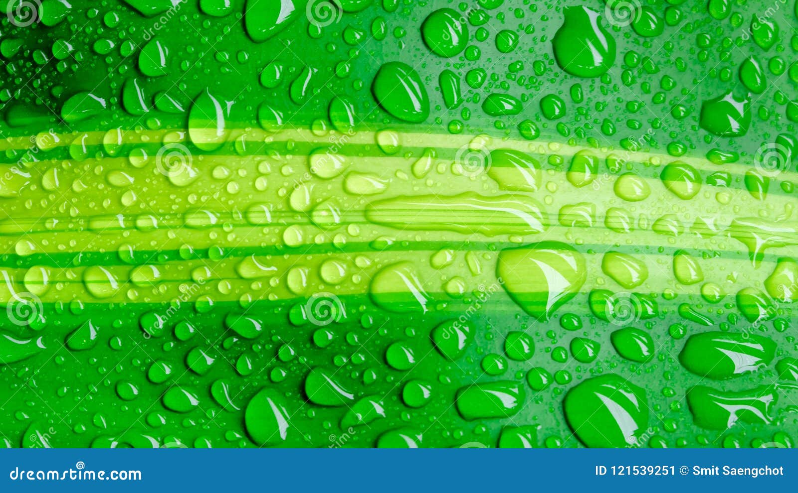 Drops of Water on Green Leaf or Refreshing Dew in Morning. Stock Image ...