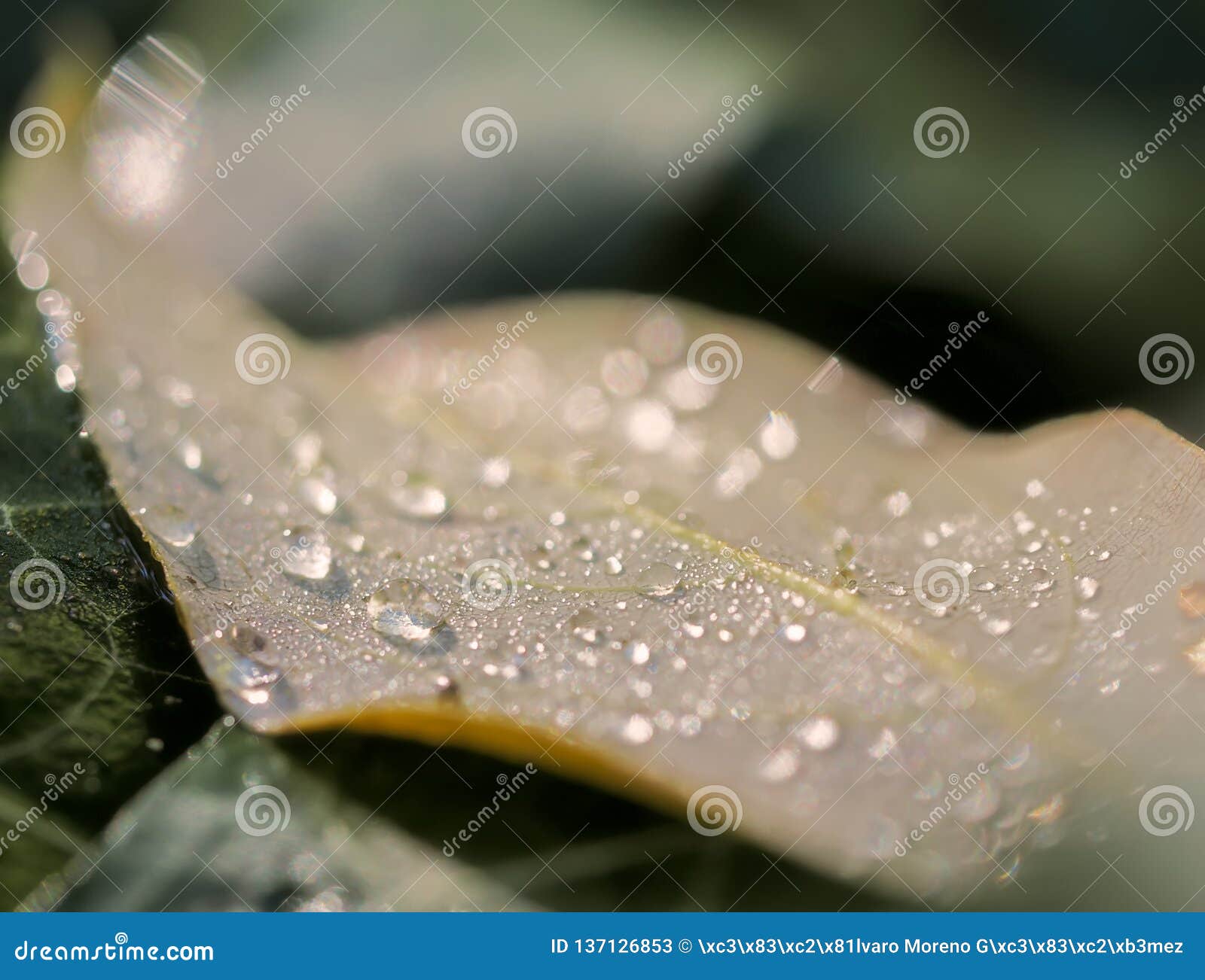 Drops of Water on a Leaf Fallen in Autumn Stock Image - Image of nature ...