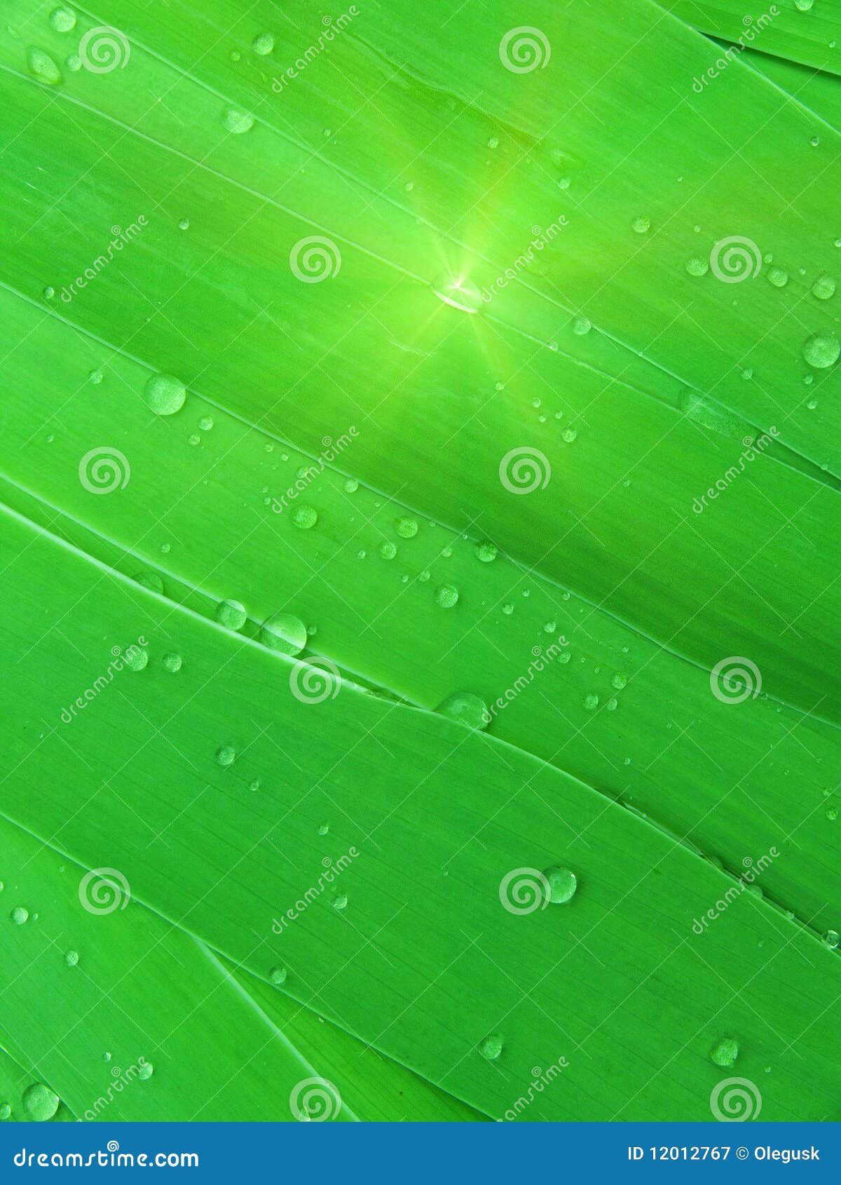 Drops water leaves stock image. Image of flower, sunlight - 12012767