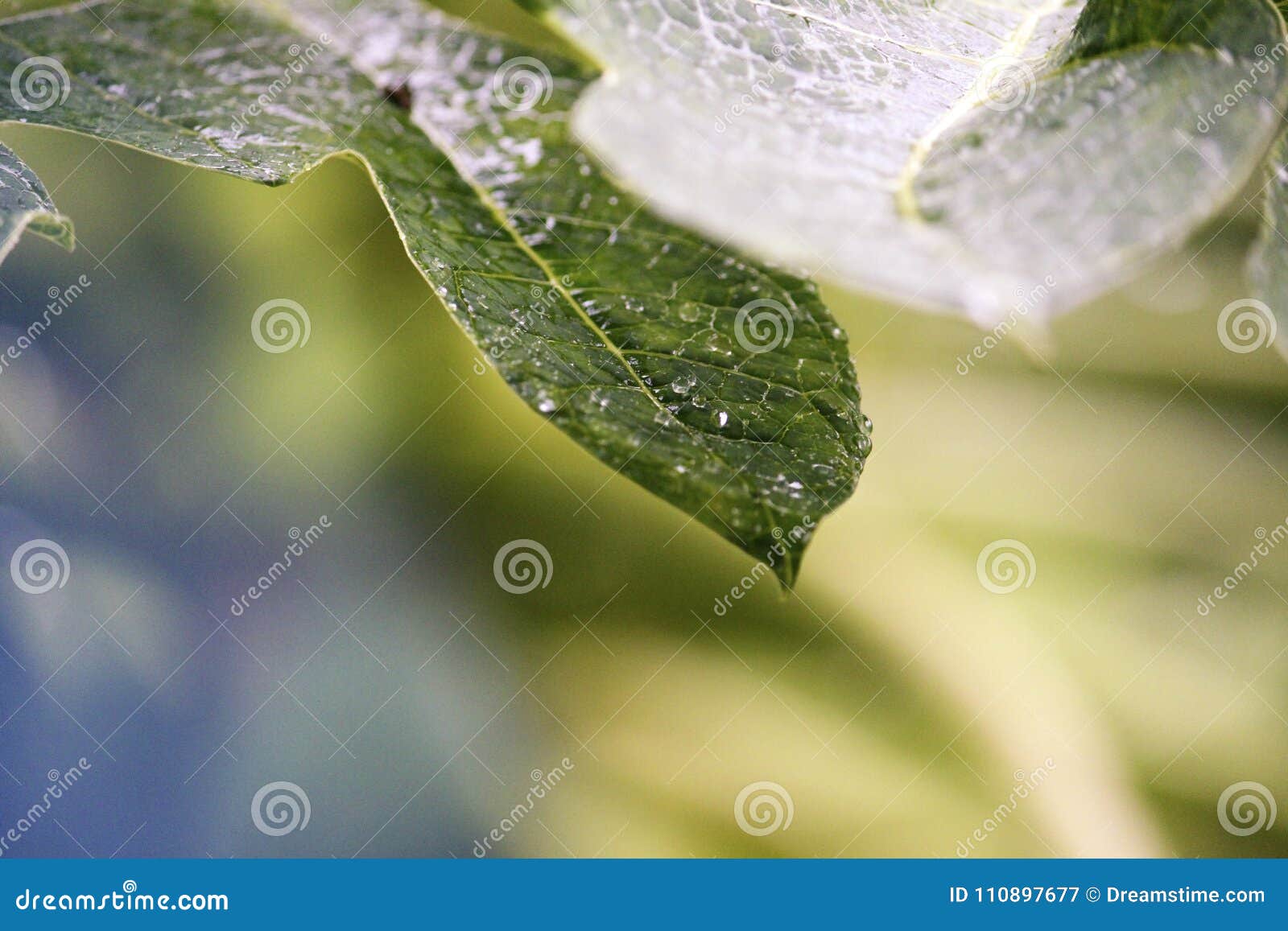 Drops of Water Like Crystals Falling from a Leaf Stock Image - Image of ...