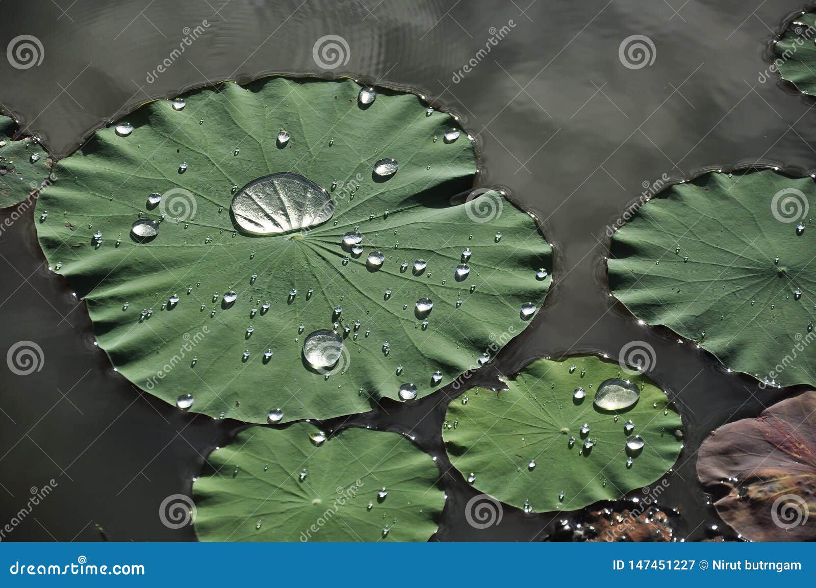 Drops of Water on Lotus Leaf Stock Image - Image of green, macro: 147451227