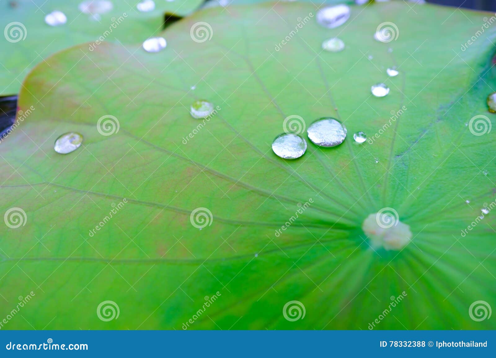 Drops of Water on Lotus Leaf Stock Photo - Image of floral, drop: 78332388