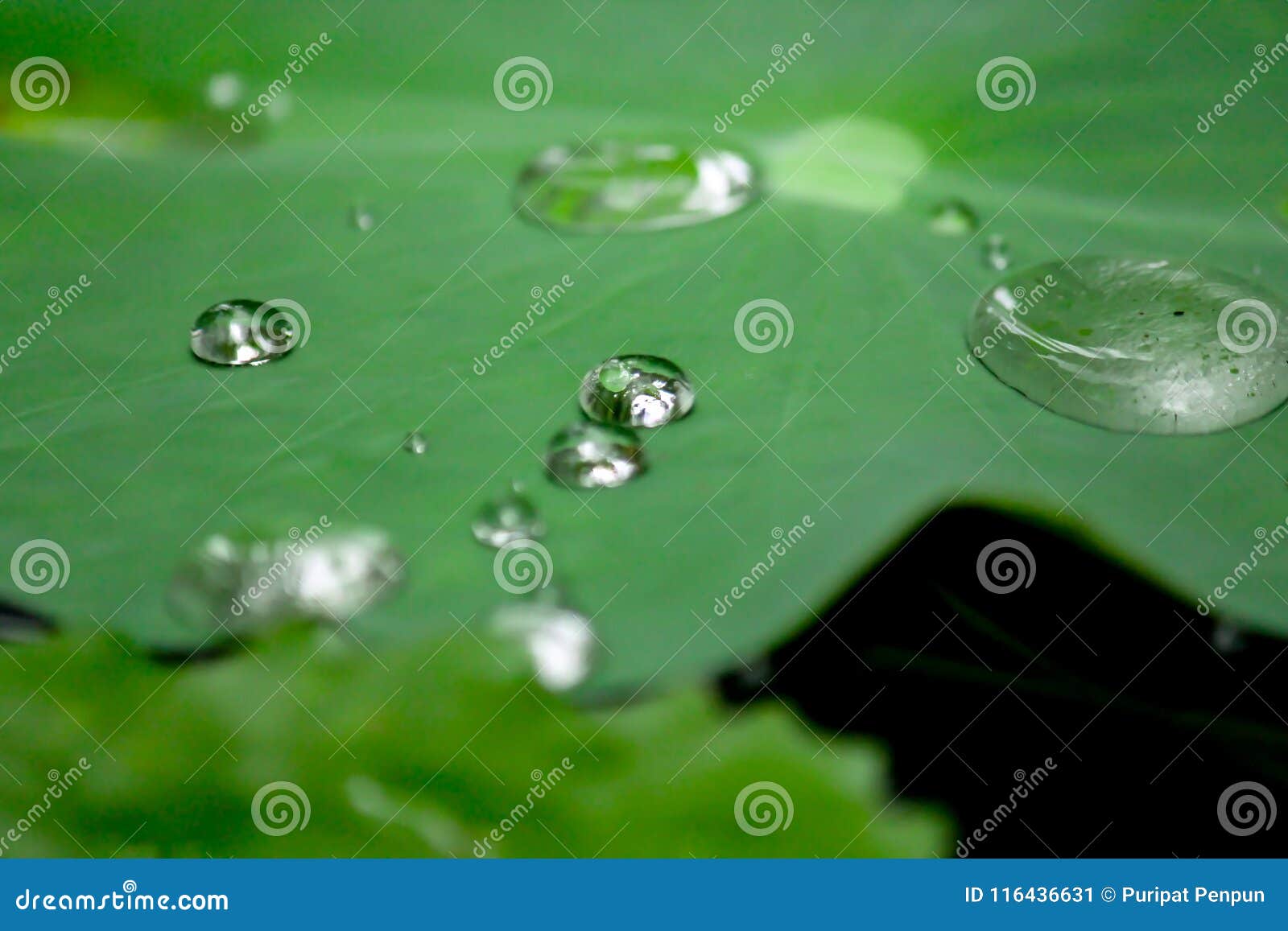 Drops of Water on a Lotus Leaf Stock Image - Image of floral, colorful ...