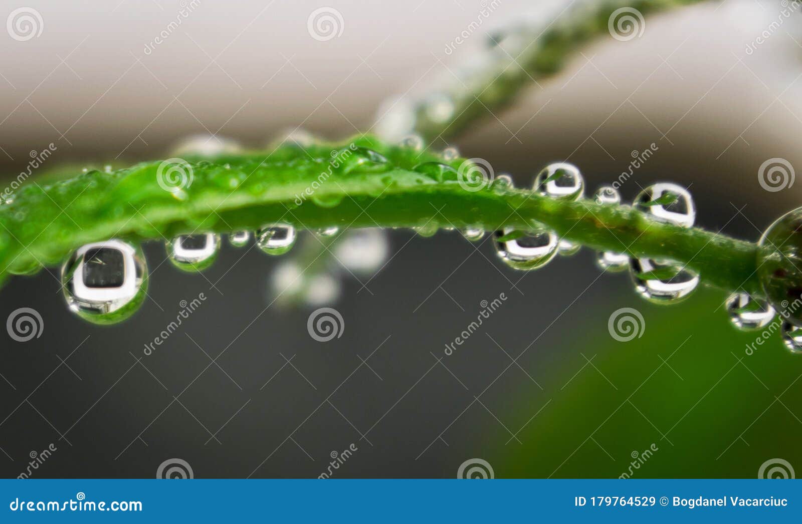 Drops of Water on the Plant. the Reflection of a Clock in the Drop of ...