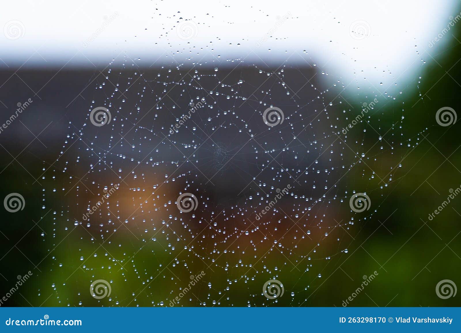 Drops of Water after Rain on a Cobweb Close-up on a Blurred Background ...