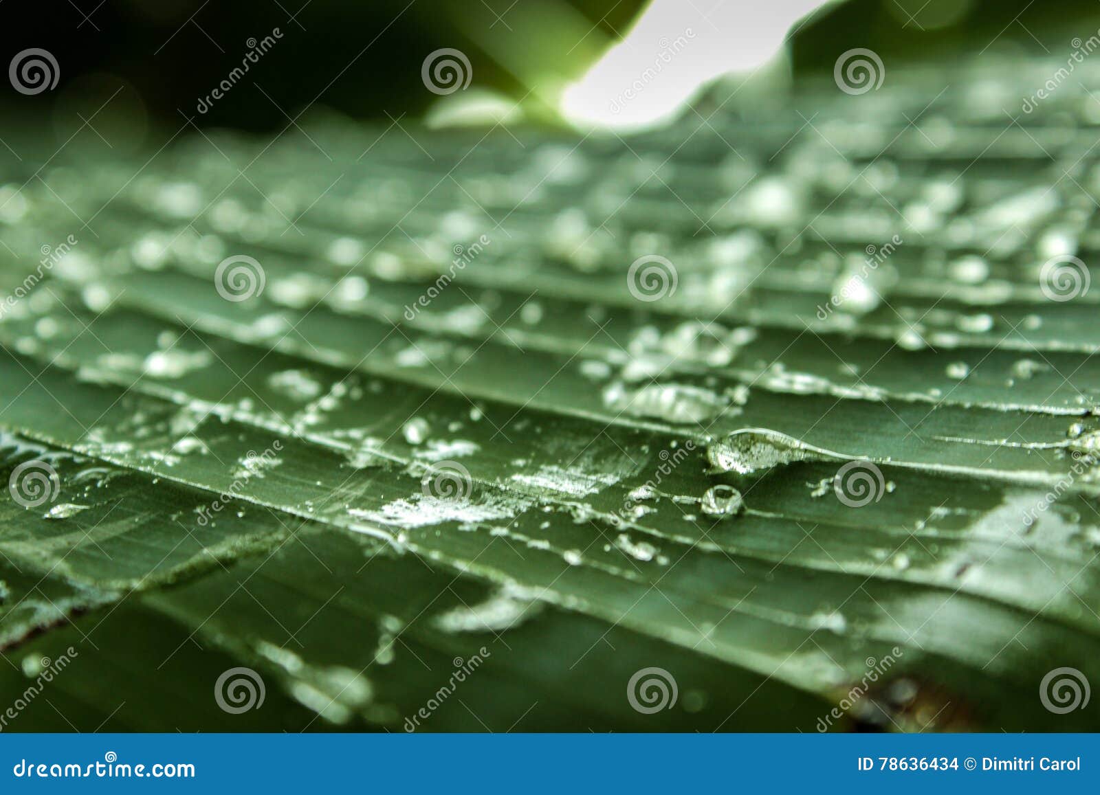 Amazonian Leaf, Amazon Rainforest, Ecuador Royalty-Free Stock ...
