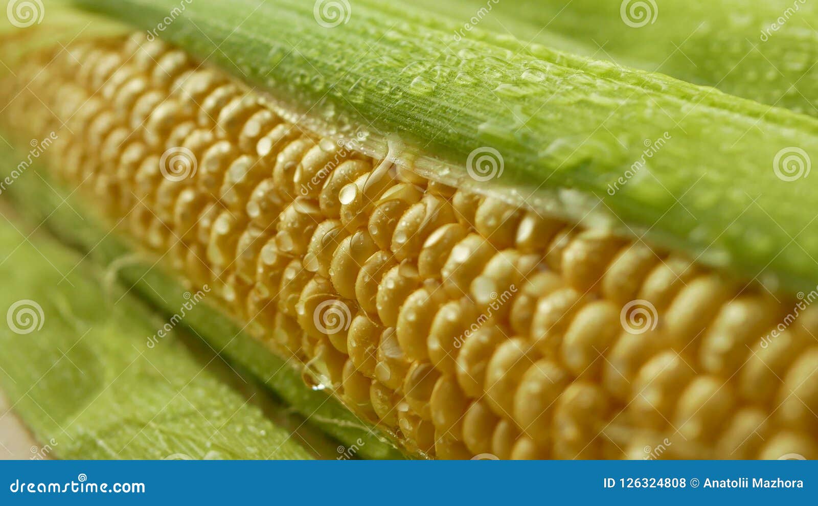 Drops of Water Run Down or Falling on Grains of Fresh Corn Stock ...