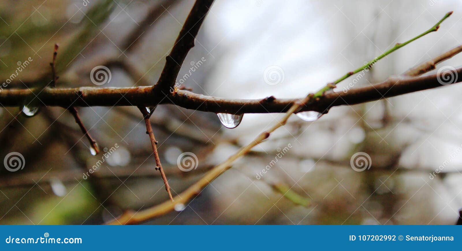 Drops of Water on the Tree Branch Stock Photo - Image of drops, shine ...