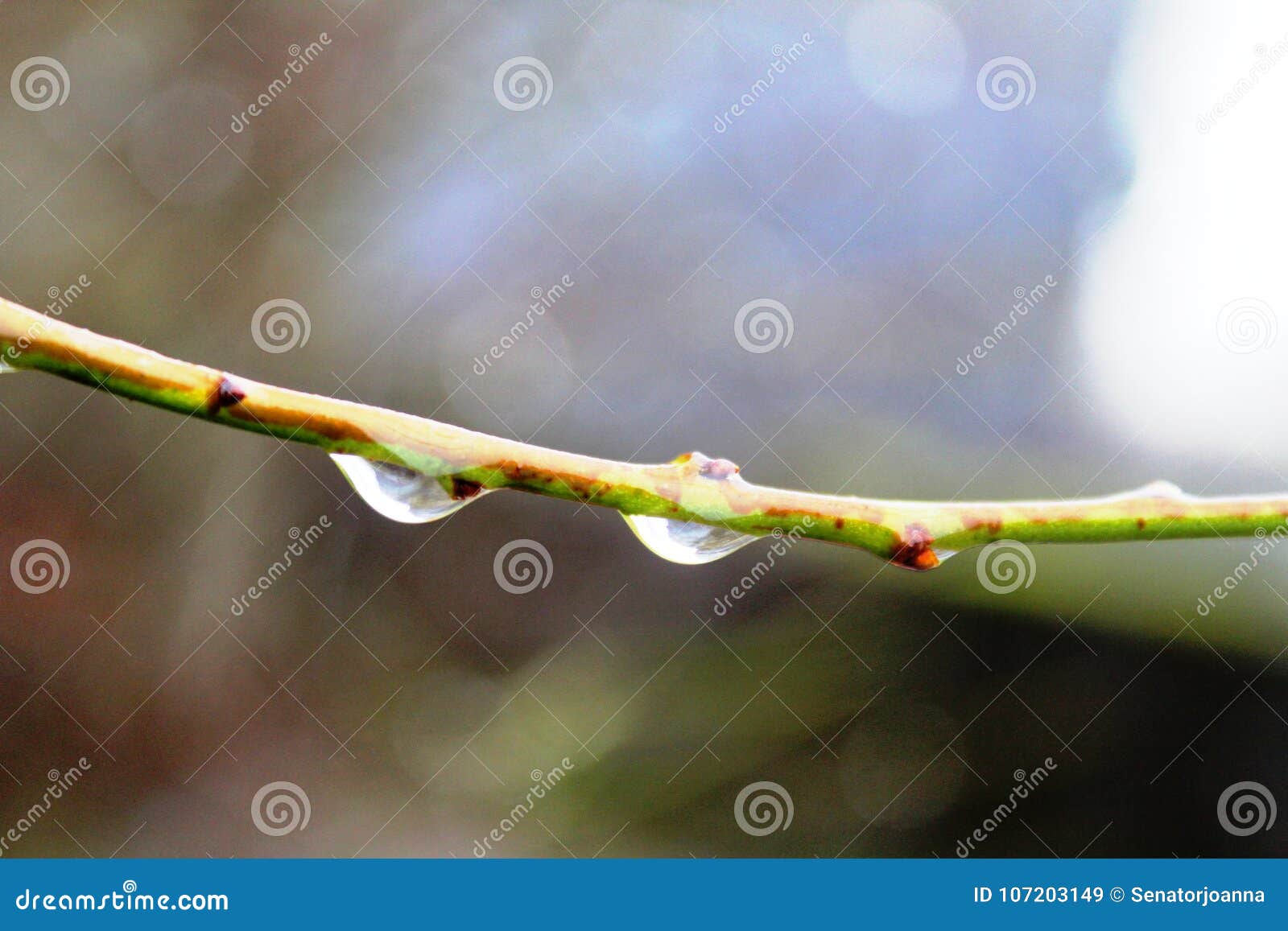 Drops of Water on the Tree Branch Stock Image - Image of rain, abstract ...