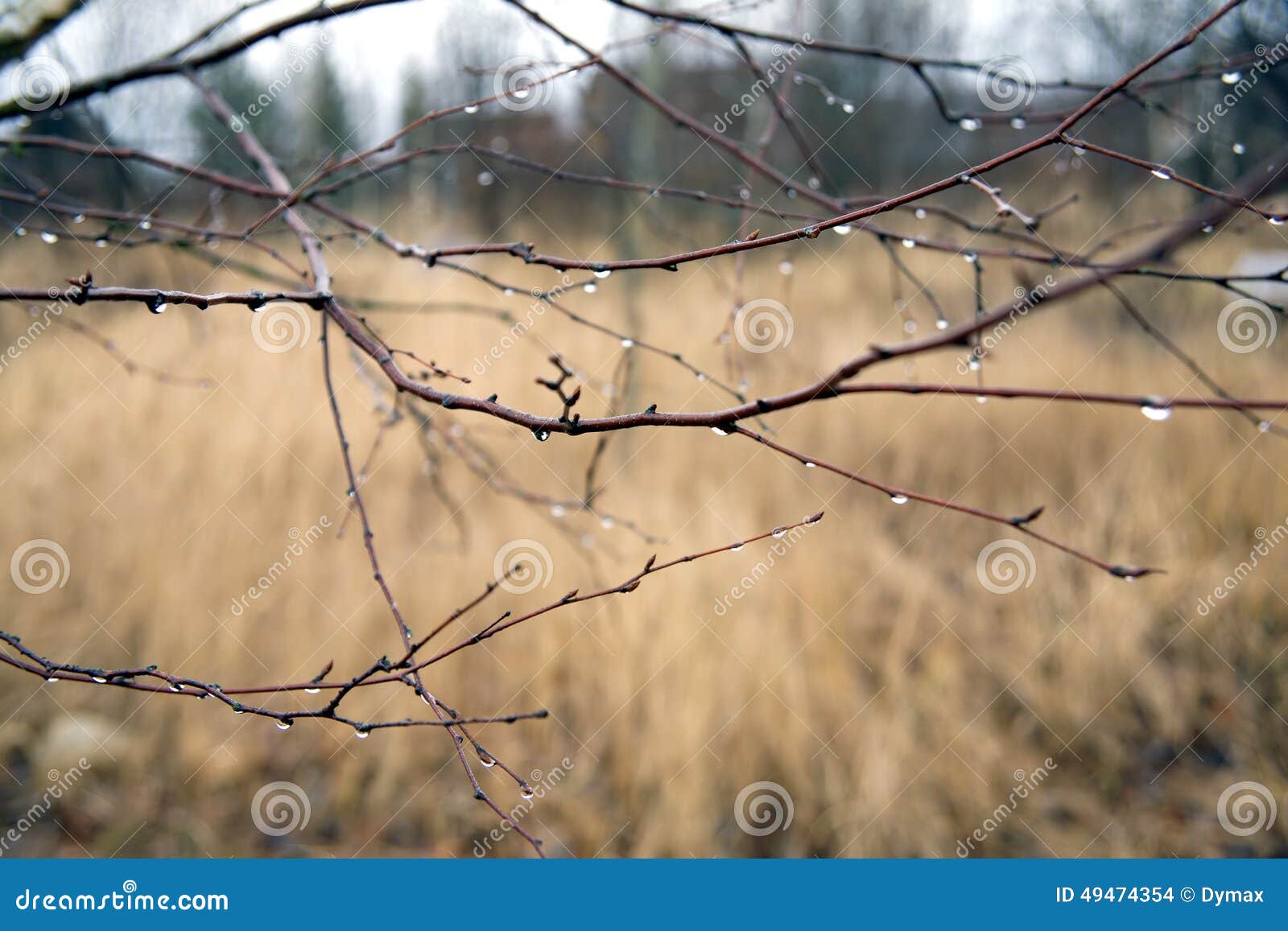 Drops of Water on Tree Branches in Autumn Countryside Stock Photo ...