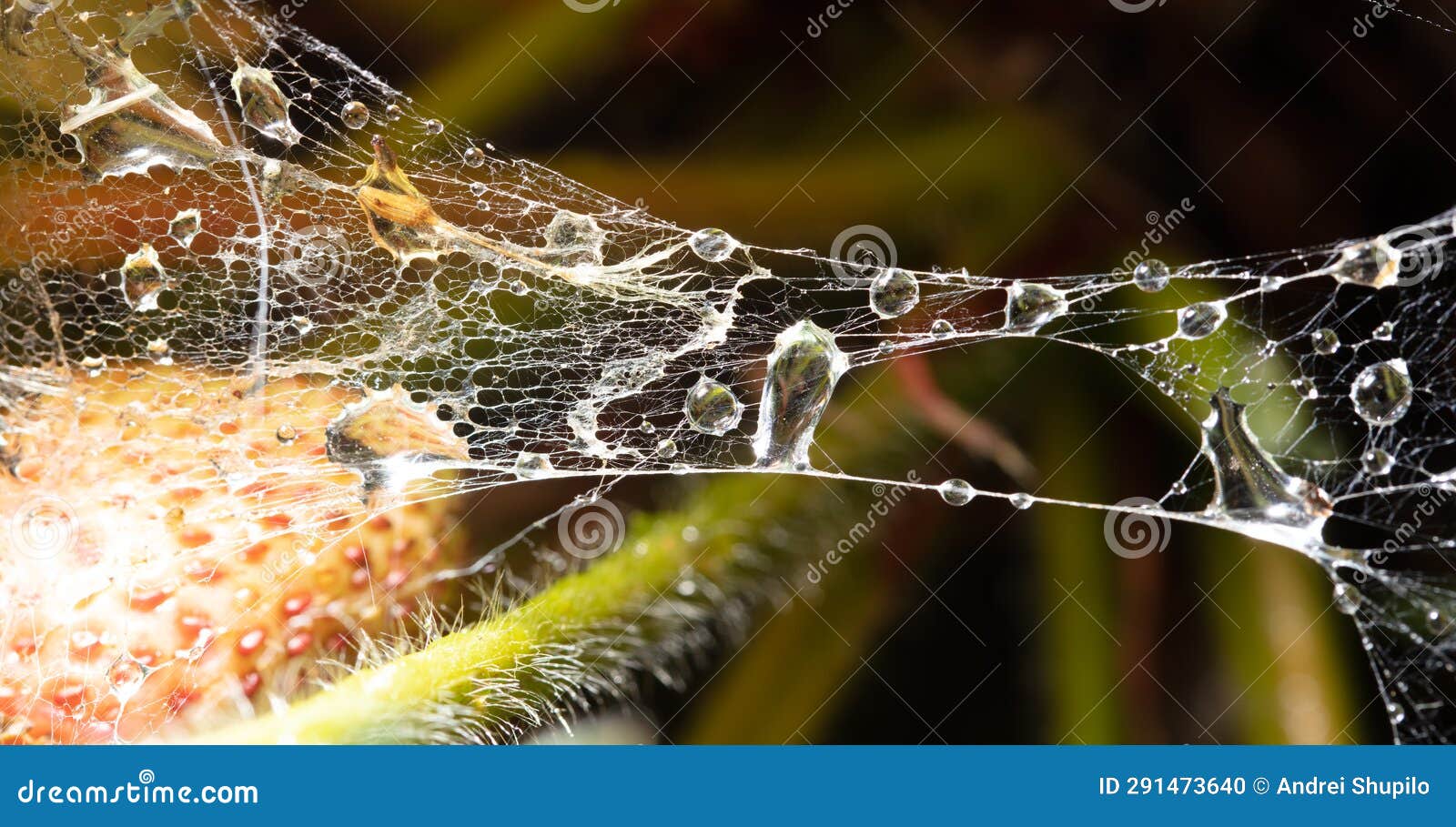 Drops of Water on the Web.Background Stock Photo - Image of silk ...