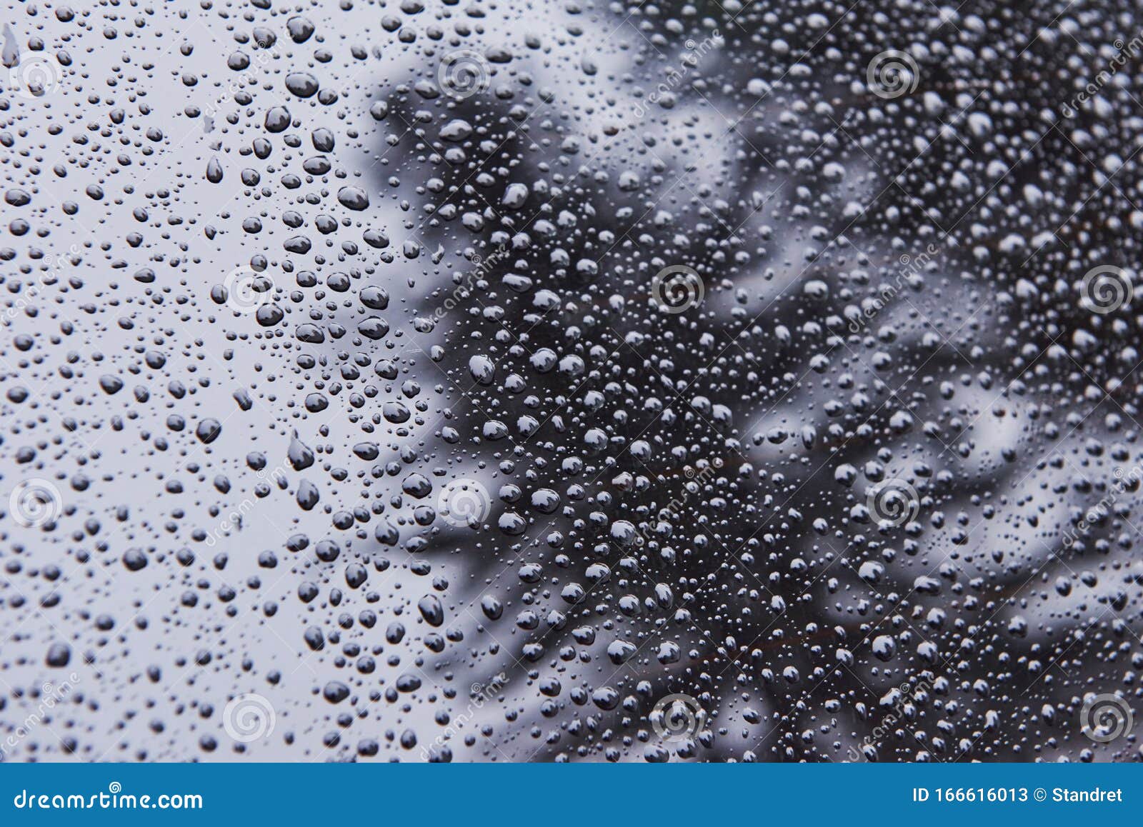 Drops of Water on the Wet Glass. Reflection of Tree Stock Image - Image ...