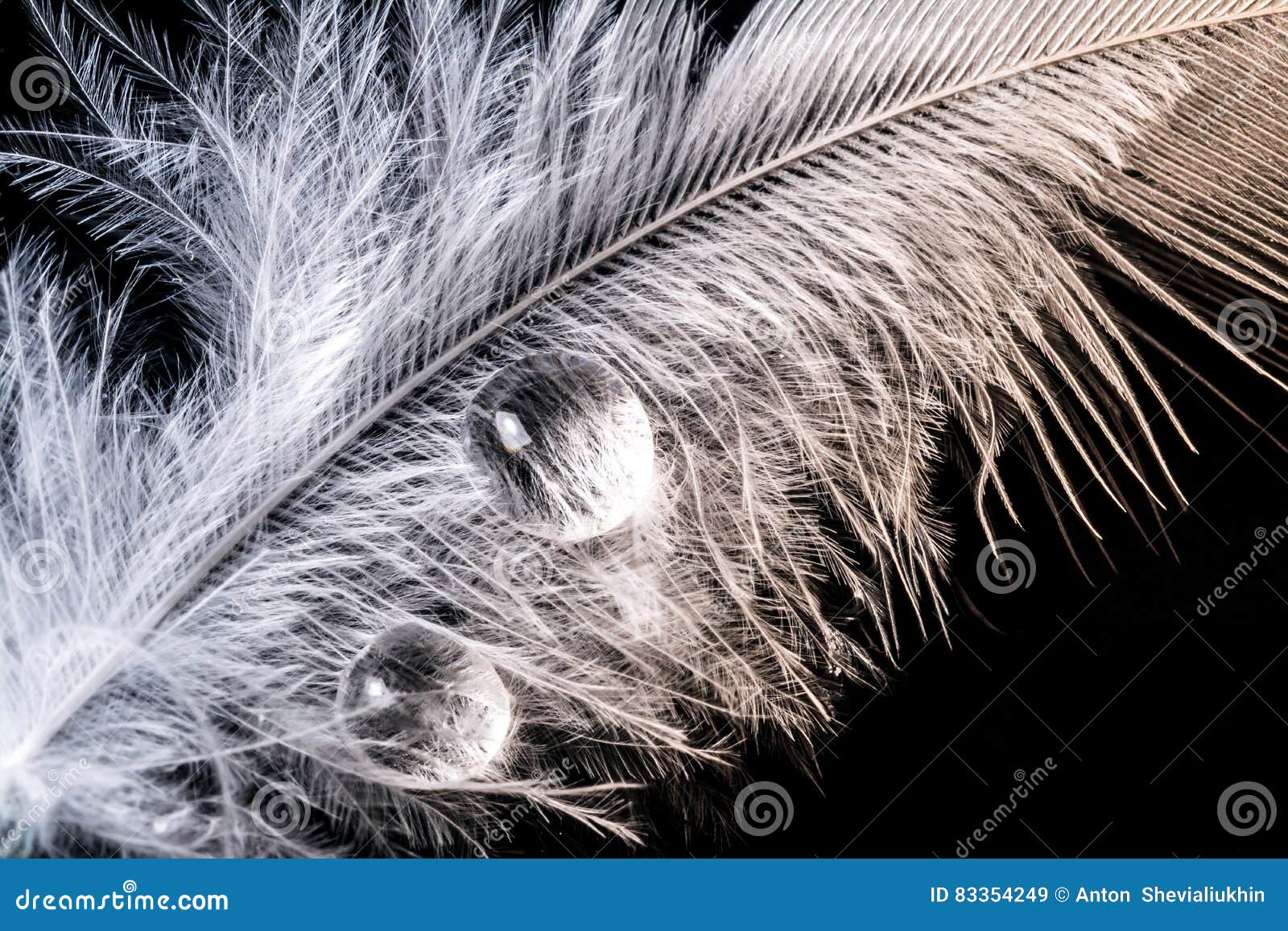 Drops of Water on a White Feather Macro Texture Isolated Black ...