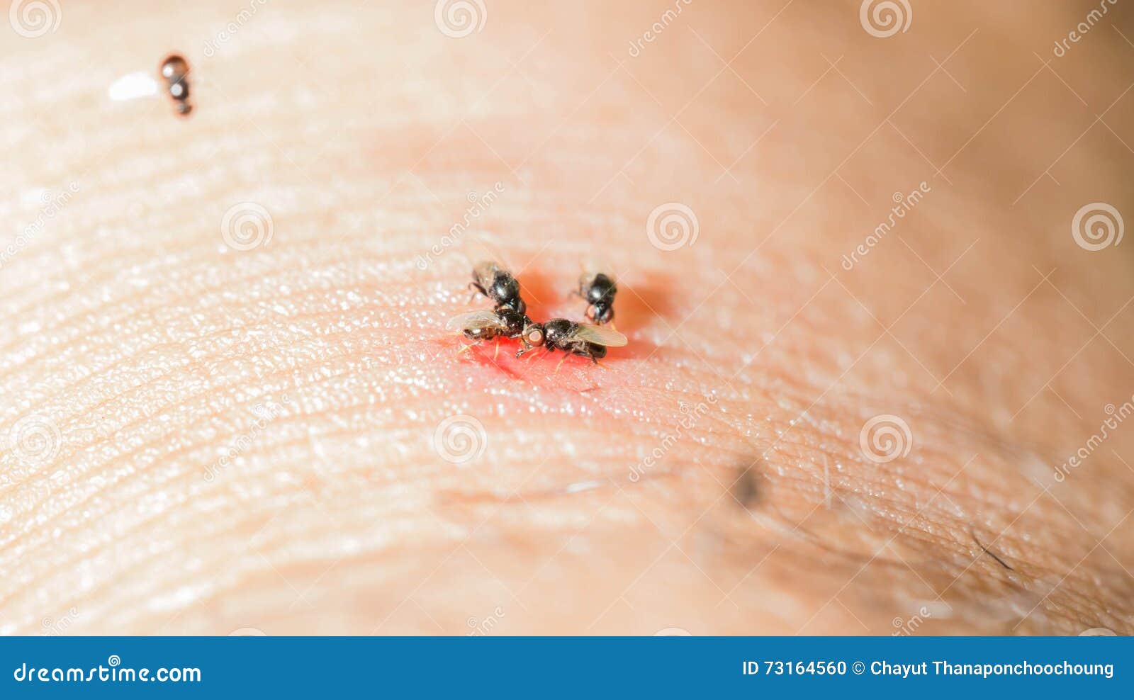 Drosófila foto de stock. Imagem de animal, erro, selvagem - 73164560