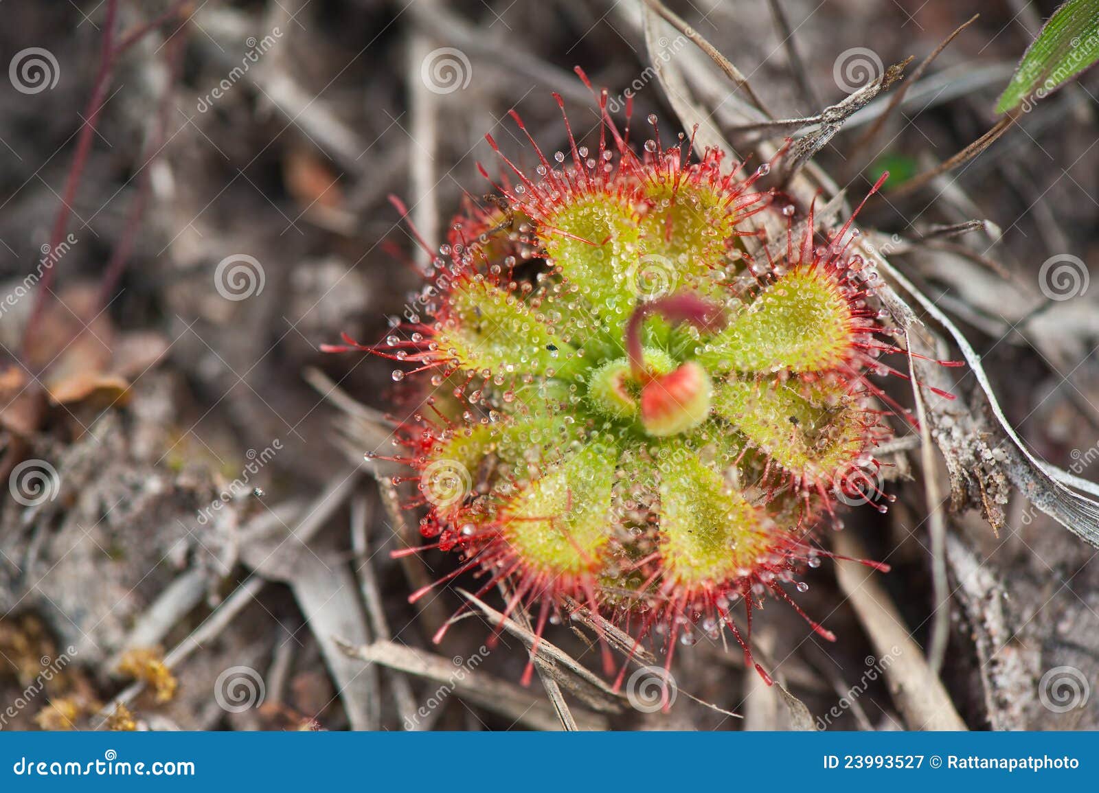 Drosera stock image. Image of sundew, trap, drosera, droseraceae - 23993527