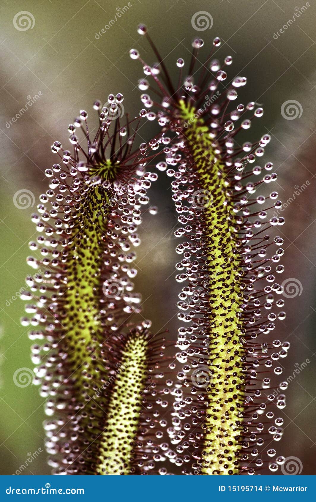 Drosera aliciae stock photo. Image of like, south, aliciae - 15195714