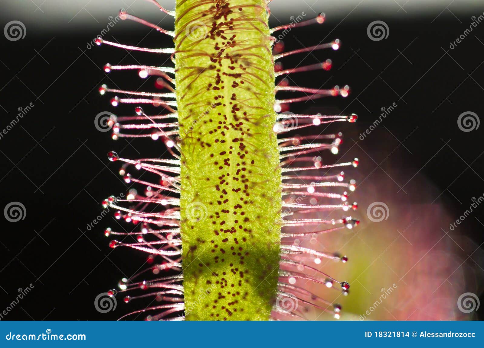 Drosera Capensis, Cape Sundew, Stock Photo - Image of decoration ...