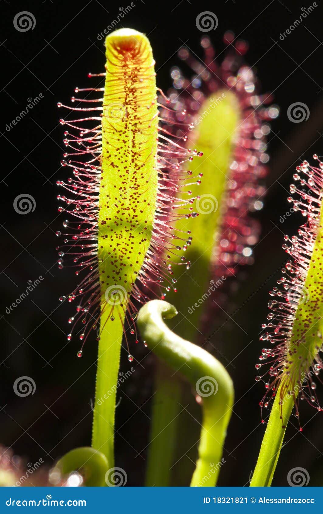 Drosera Capensis, Cape Sundew, Stock Image - Image of green ...