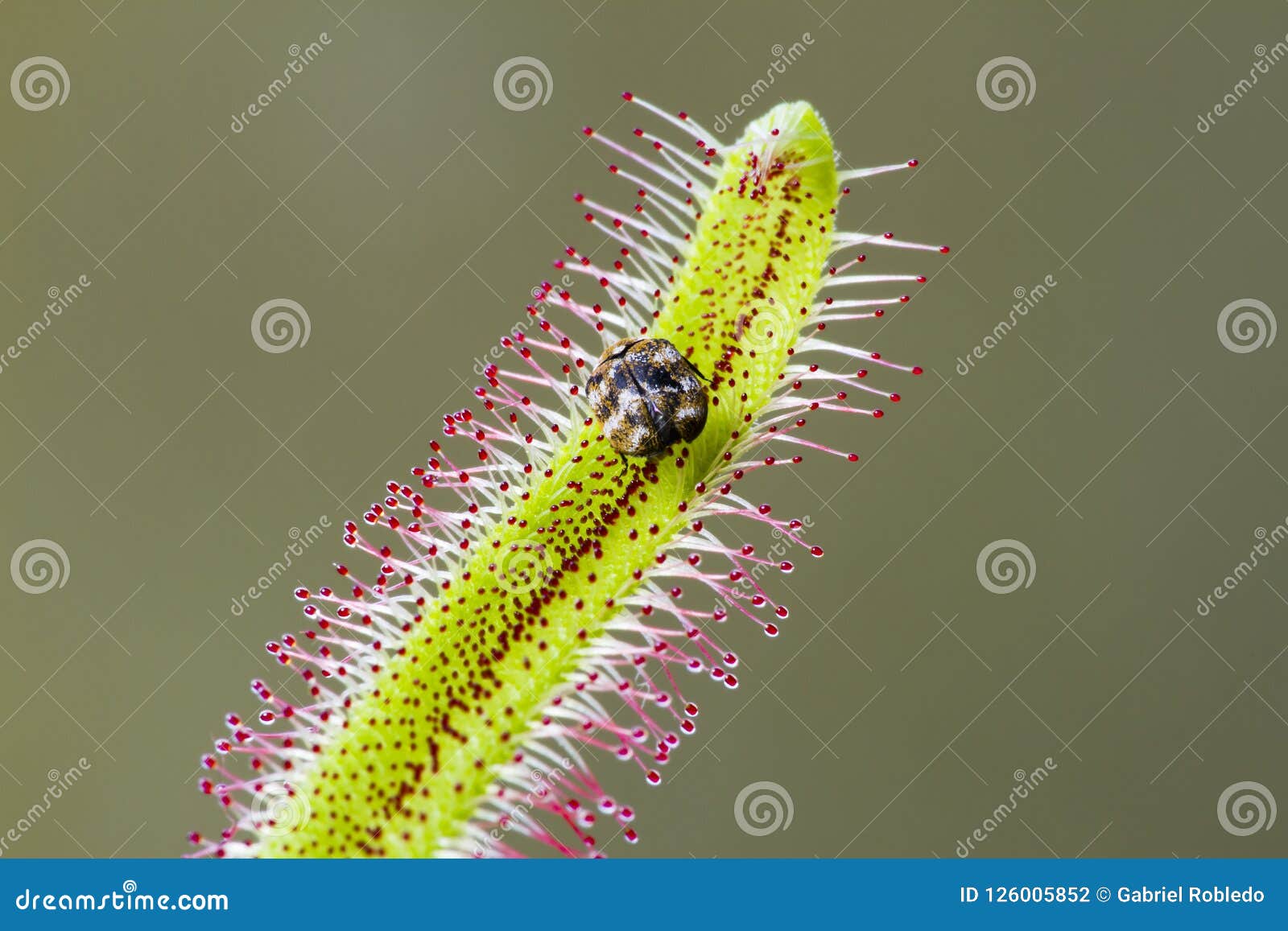 Drosera Capensis Var Rubra And Fly. Sundew Carnivore. Predatory Plant ...