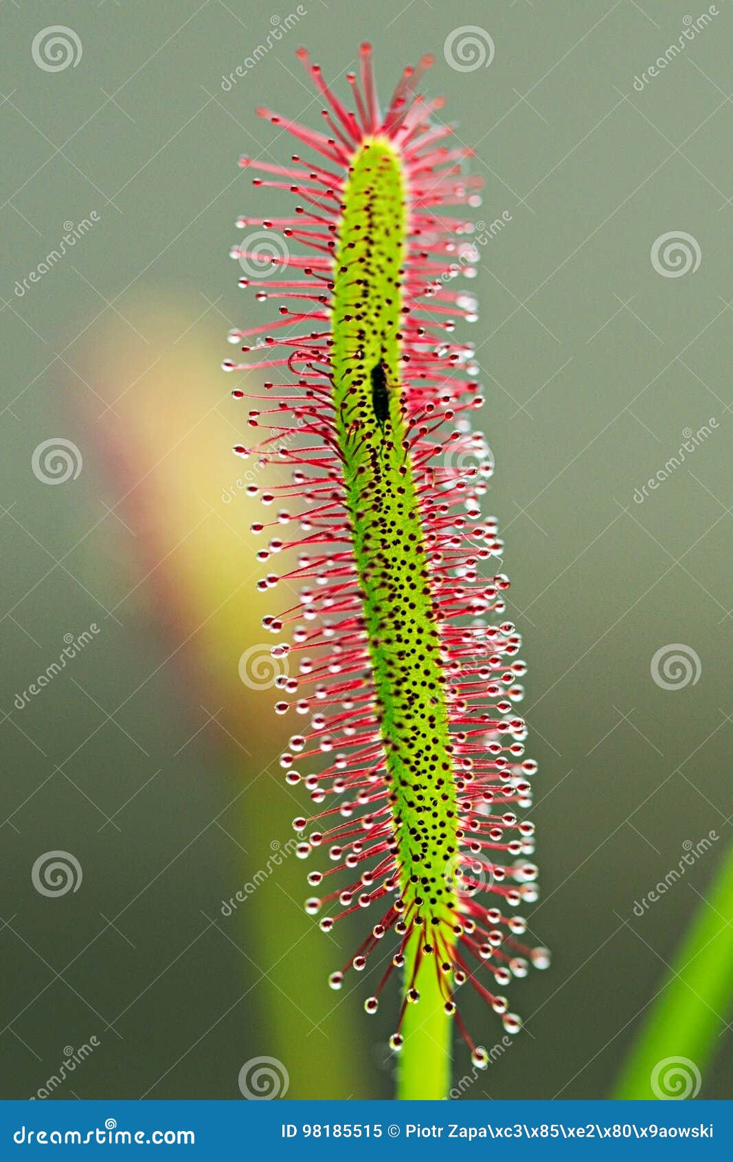 Drosera capensis, Sundew, stock image. Image of insectivorous - 98185515