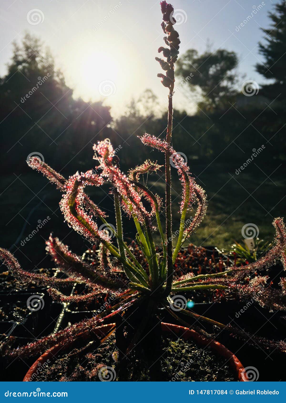 Drosera stock photo. Image of carnivourous, flower, drosera - 147817084