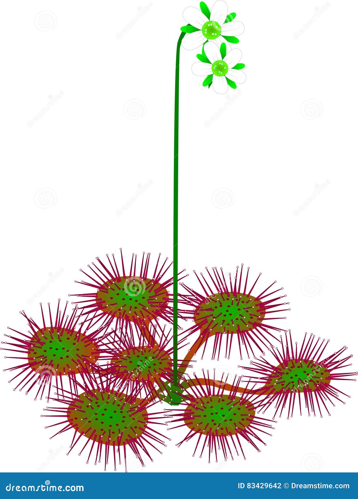 Drosera Común - Rotundifolia Del Drosera Ilustración del Vector ...