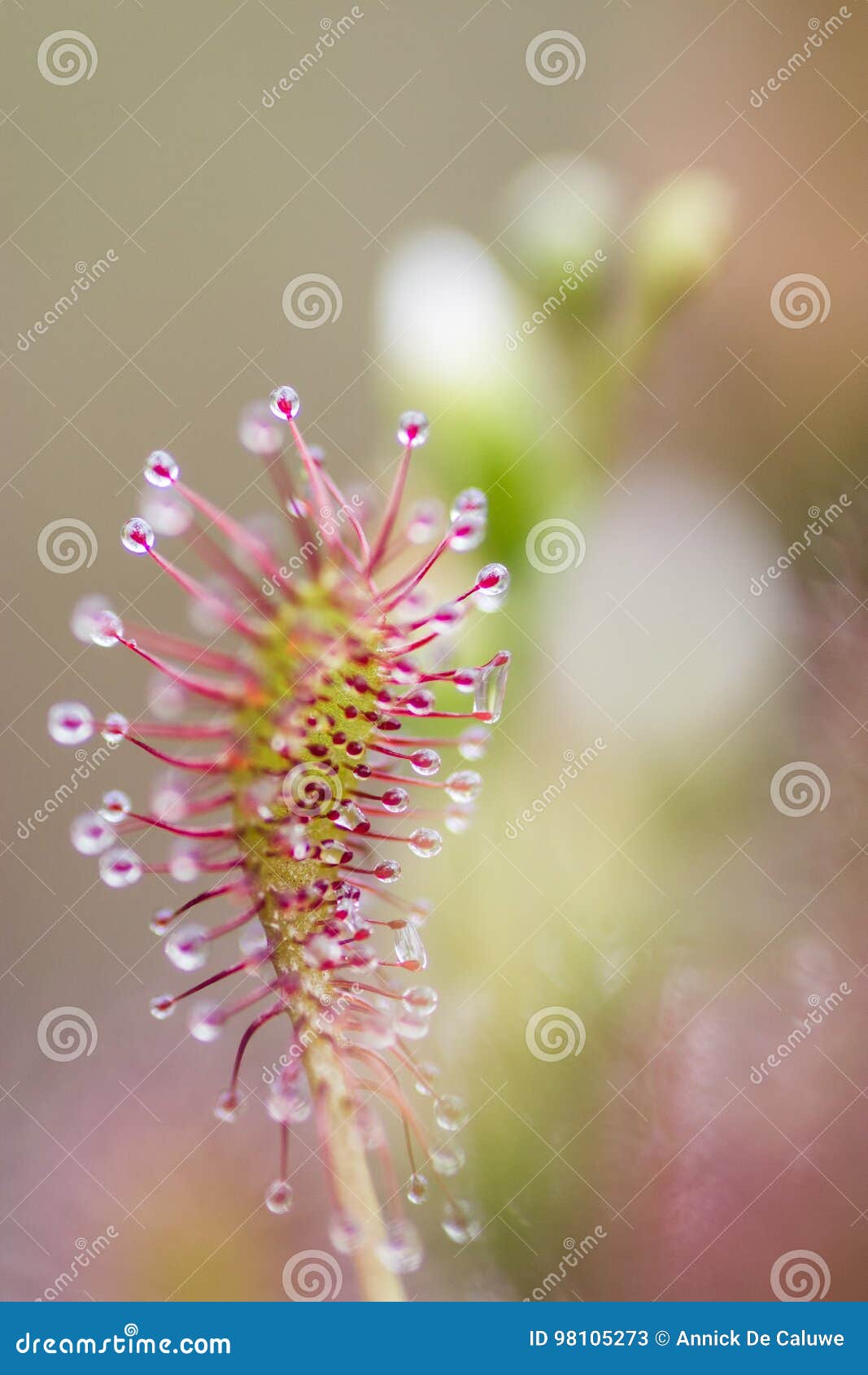 Drosera Intermedia Close Up Stock Image - Image of intermedia, sundew ...