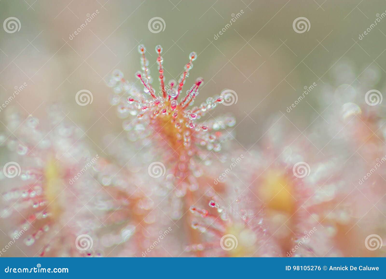 Drosera Intermedia Close Up Stock Photo - Image of leaf, flower: 98105276