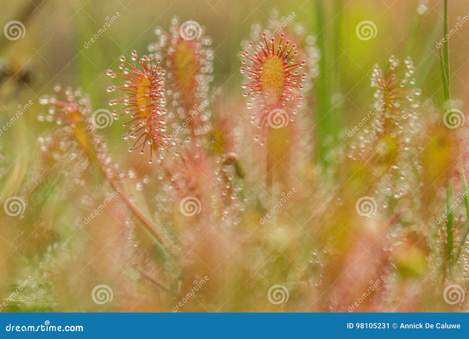 Drosera intermedia stock image. Image of dragonfly, intermedia - 98105231
