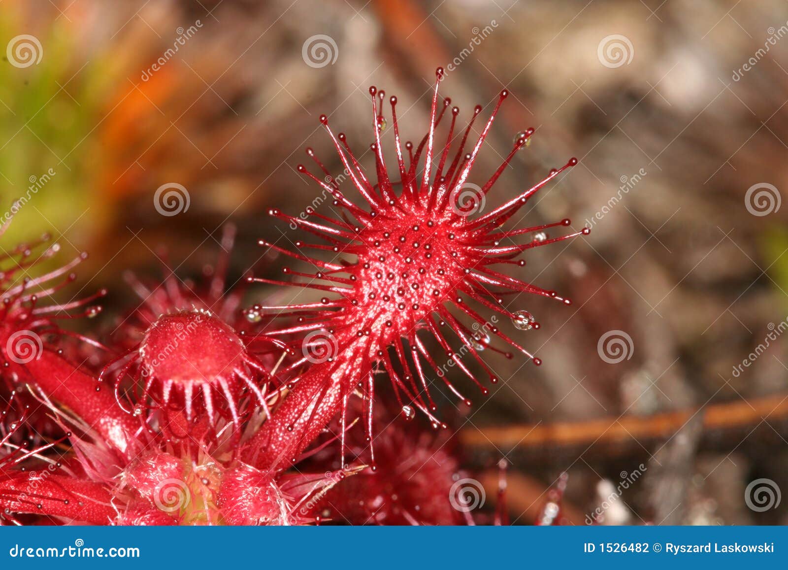 Drosera roraimae stock photo. Image of mountains, national - 1526482