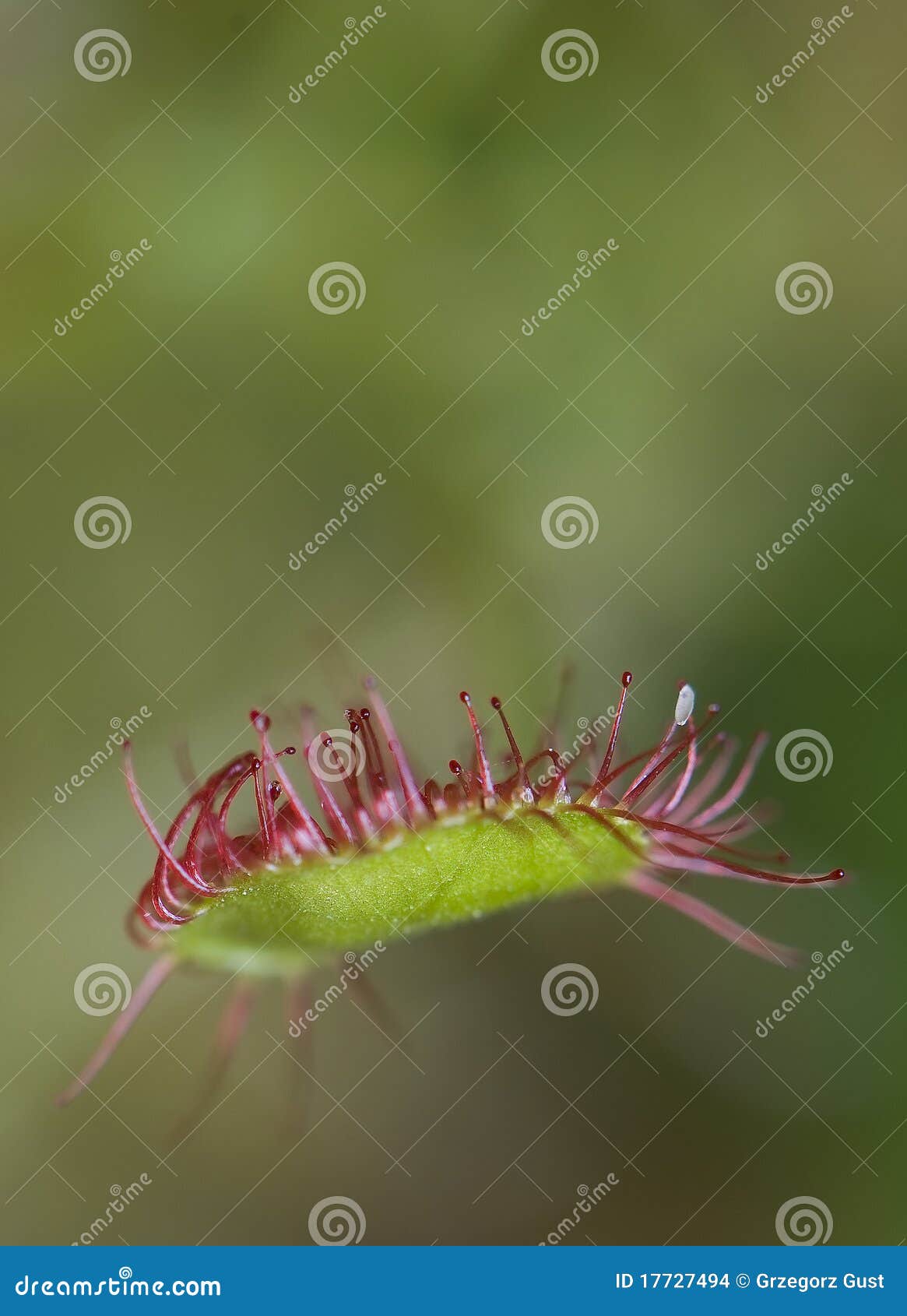 Drosera rotundifolia stock photo. Image of plant, rotundifolia - 17727494