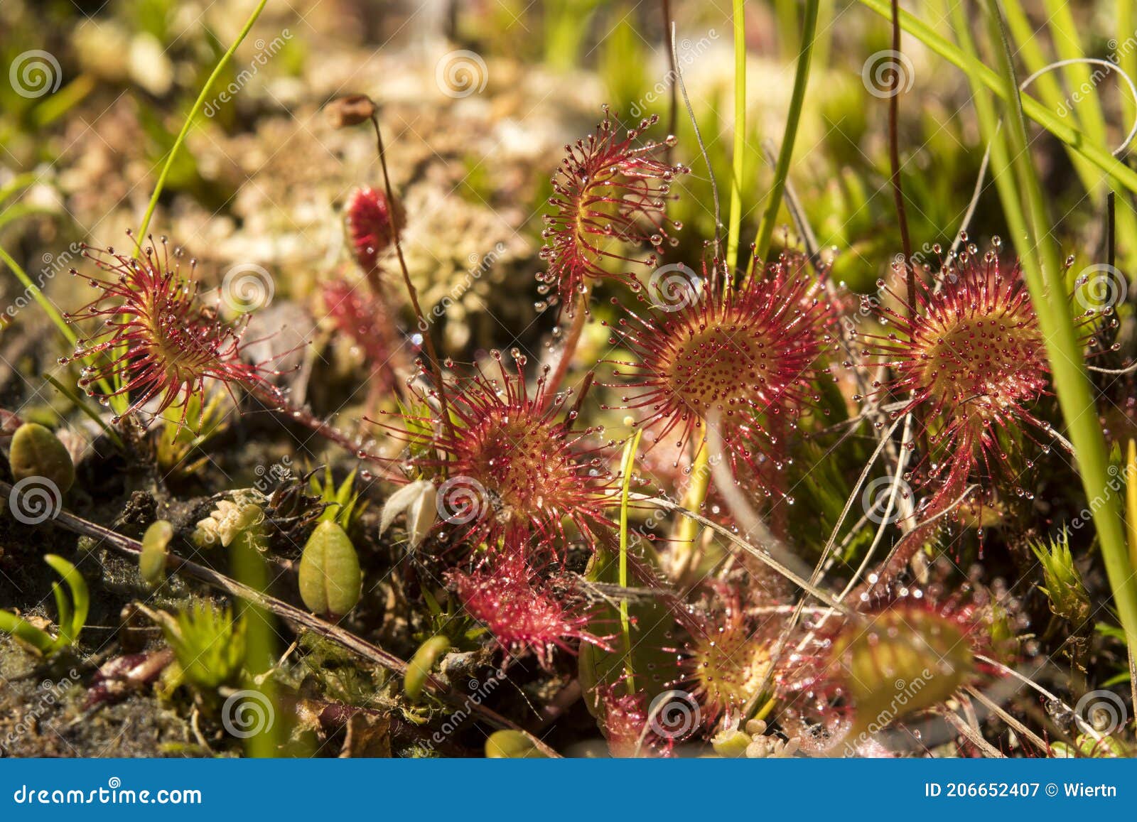 The Insectivorous Plant Drosera Rotundifolia Stock Image - Image of ...