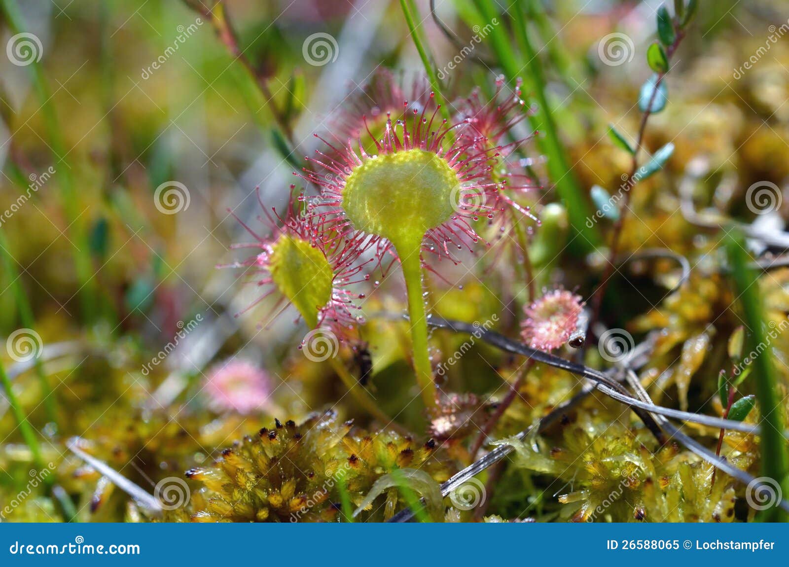 Drosera rotundifolia stock image. Image of roundleaved - 26588065