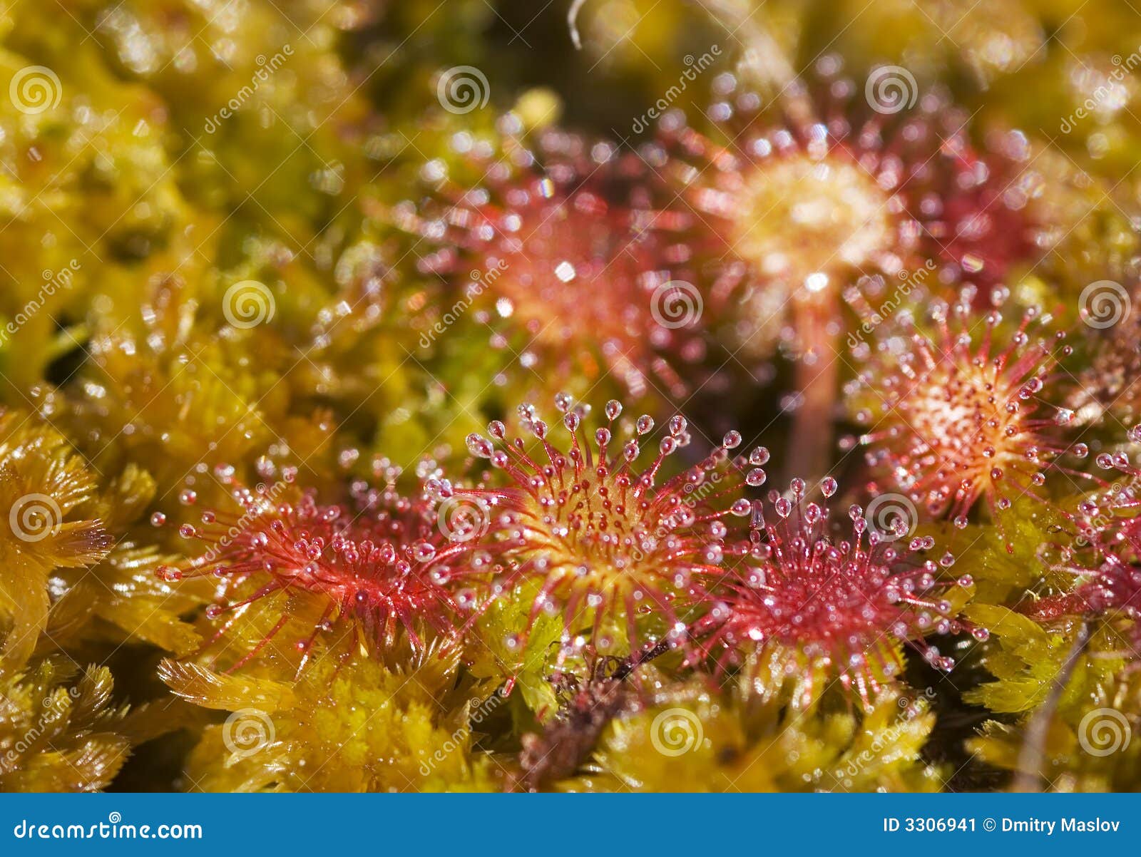 Drosera rotundifolia stock image. Image of marsh, rotundifolia - 3306941