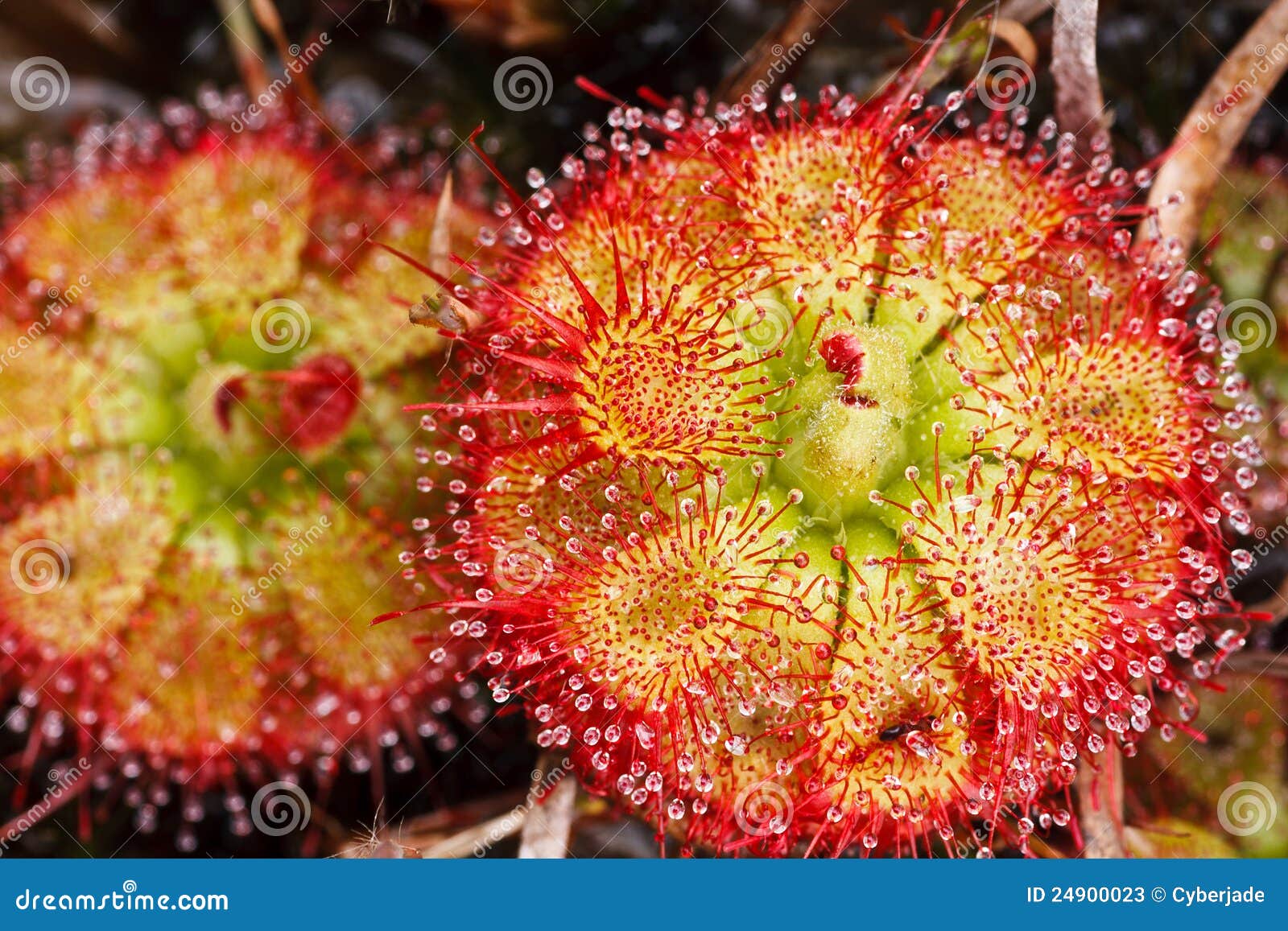 Drosera Tokaiensis Carnivorous Plant Stock Image - Image of trapped ...