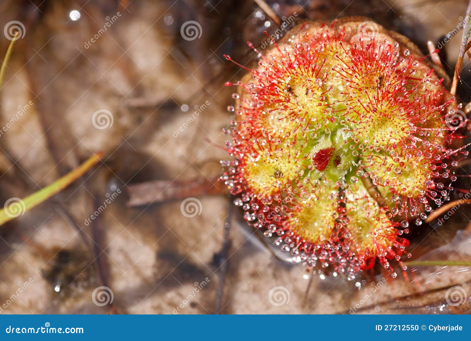 Drosera Tokaiensis Carnivorous Plant Stock Photo - Image of nature ...