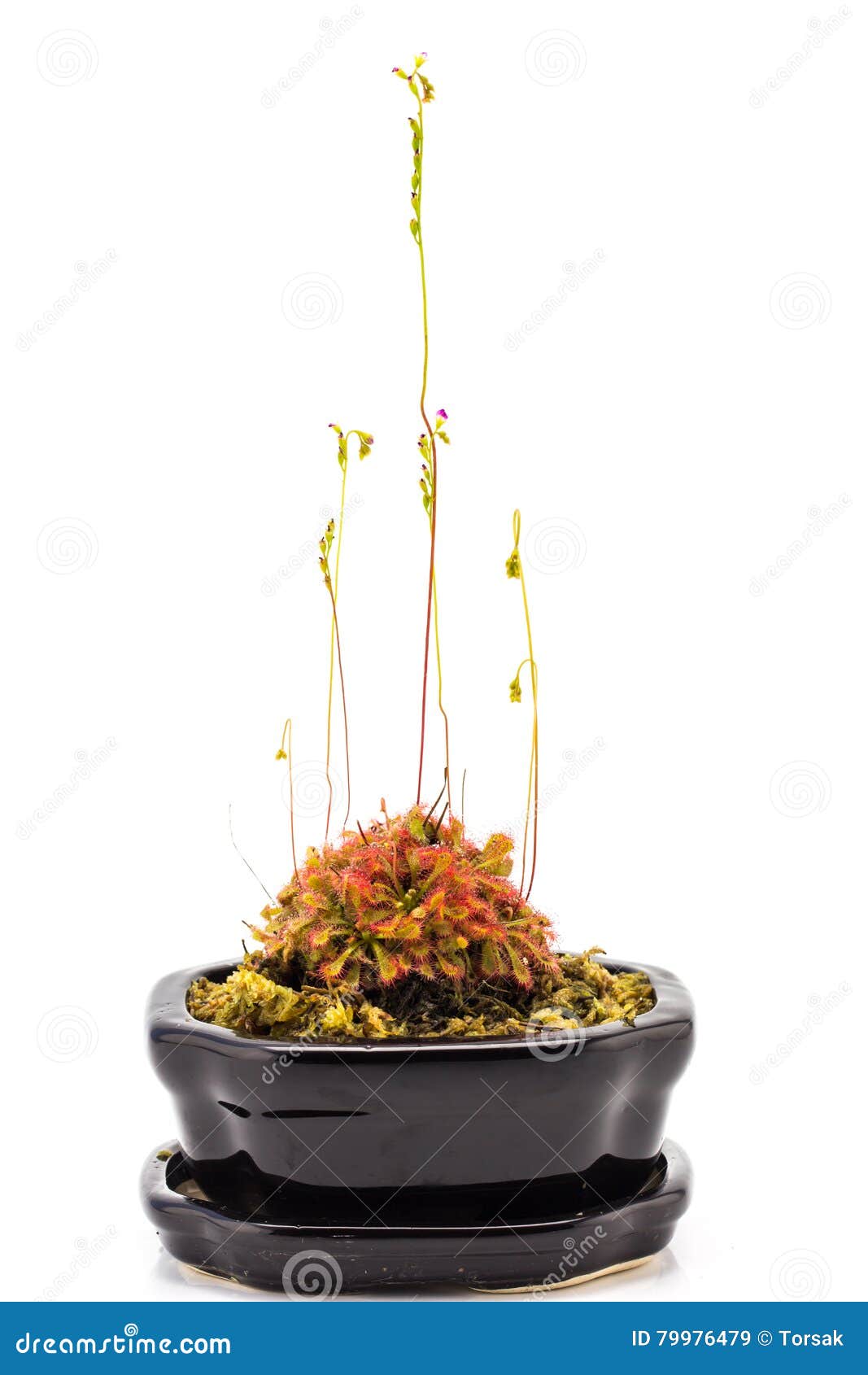 Drosera Tokaiensis Carnivorous Stock Image - Image of green, liquid ...