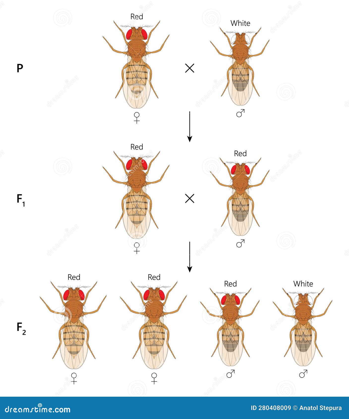 X-linked Inheritance in Fruit Flies (Drosophila Melanogaster). White ...