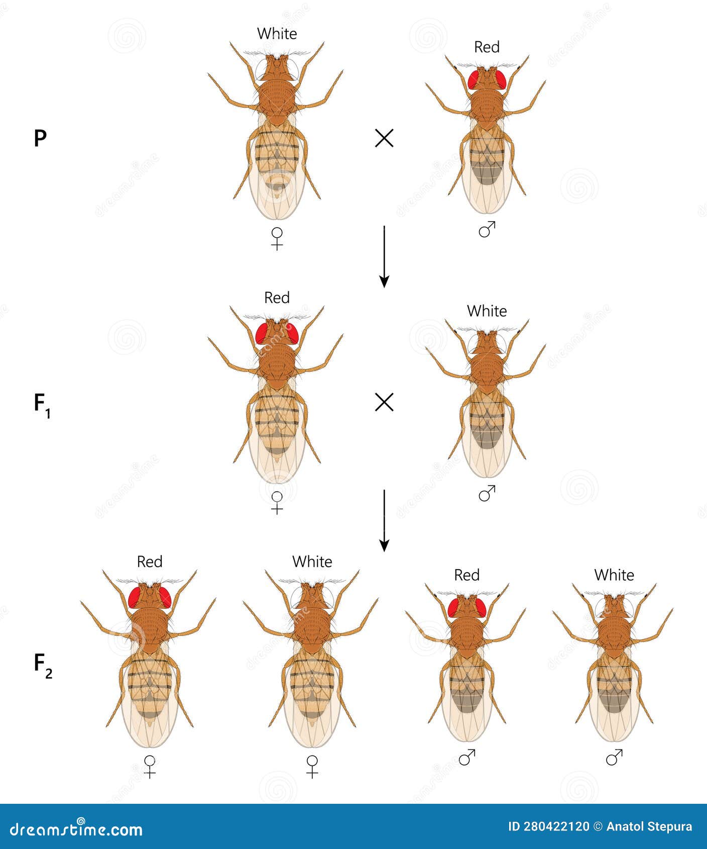 Female Fruit Fly Drosophila Melanogaster Isolated On White Cartoon ...