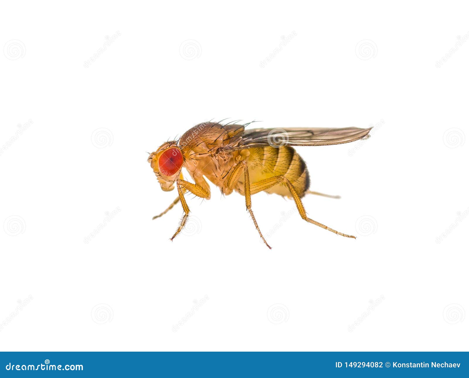 Drosophila Fruit Fly Insect Isolated on White Macro Stock Photo - Image ...