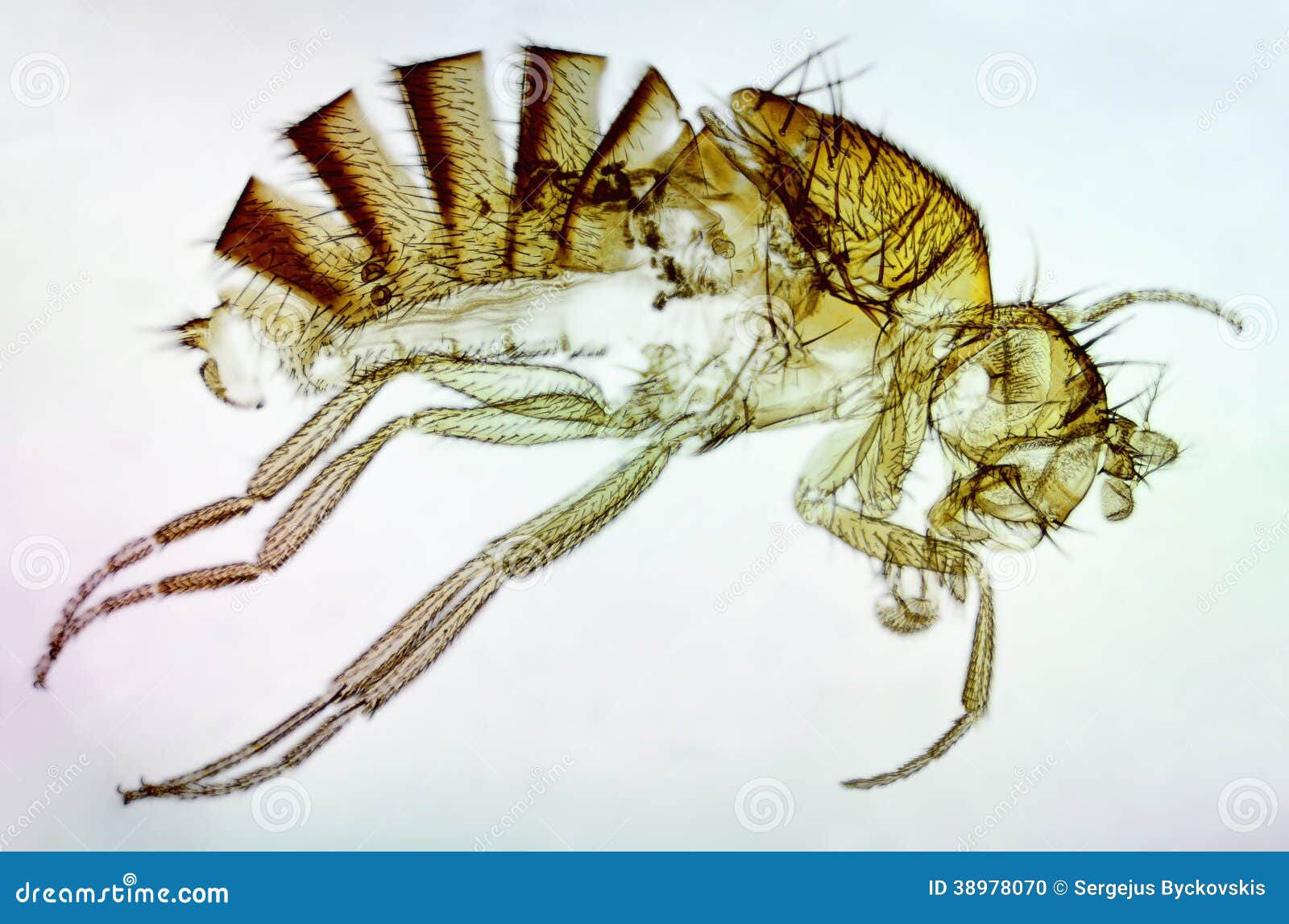 Drosophile stock photo. Image of view, brown, insect - 38978070