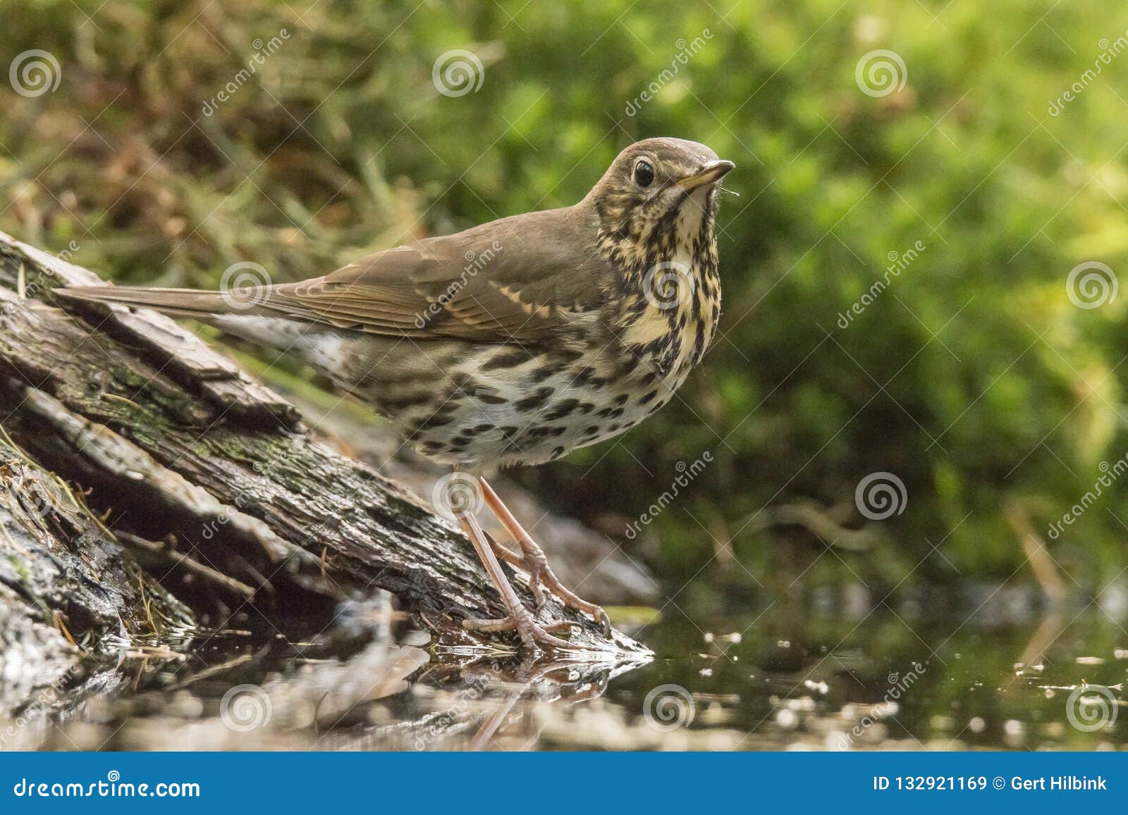Drossel-Vogel, Turdidae, Muscicapidae Stockbild - Bild von mundsoor ...