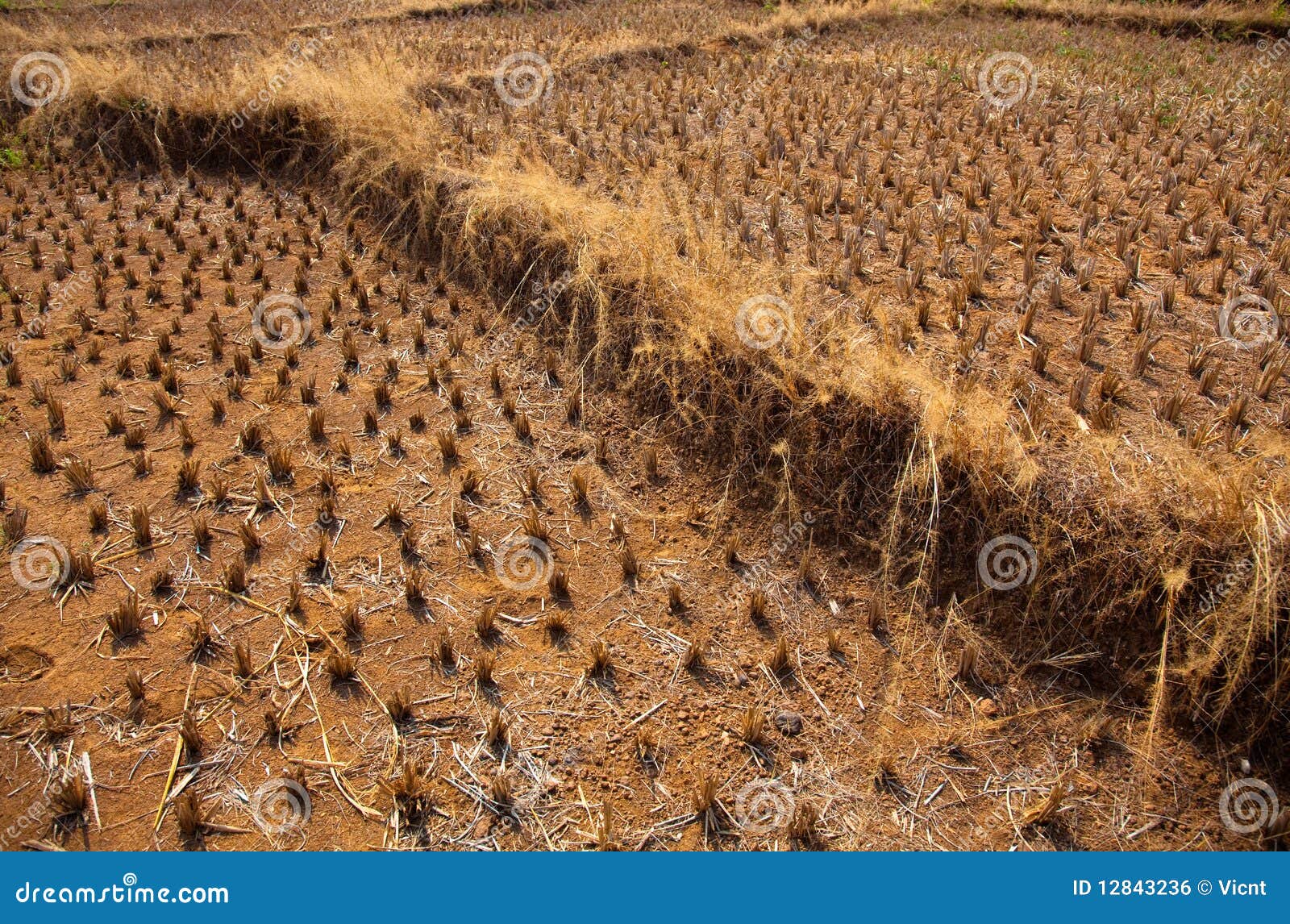 Drought stock photo. Image of drought, food, dirt, environmental - 12843236