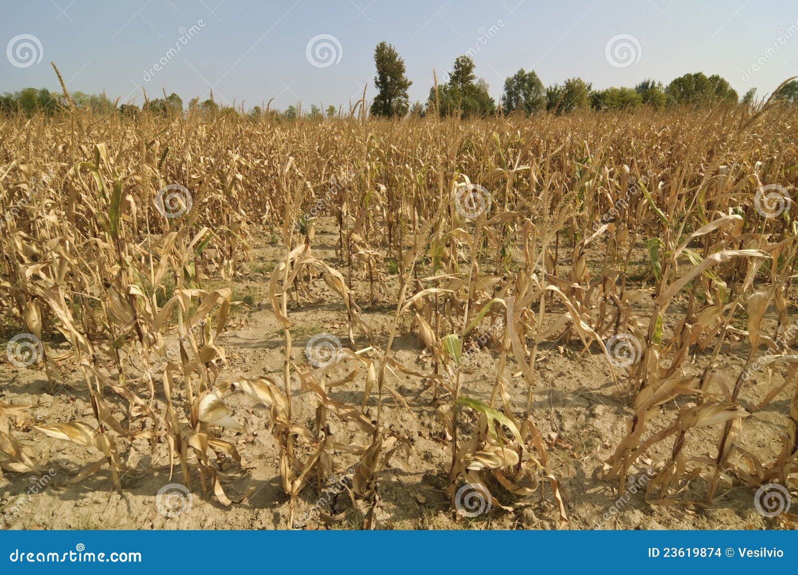 Drought stock photo. Image of warming, food, death, natural - 23619874